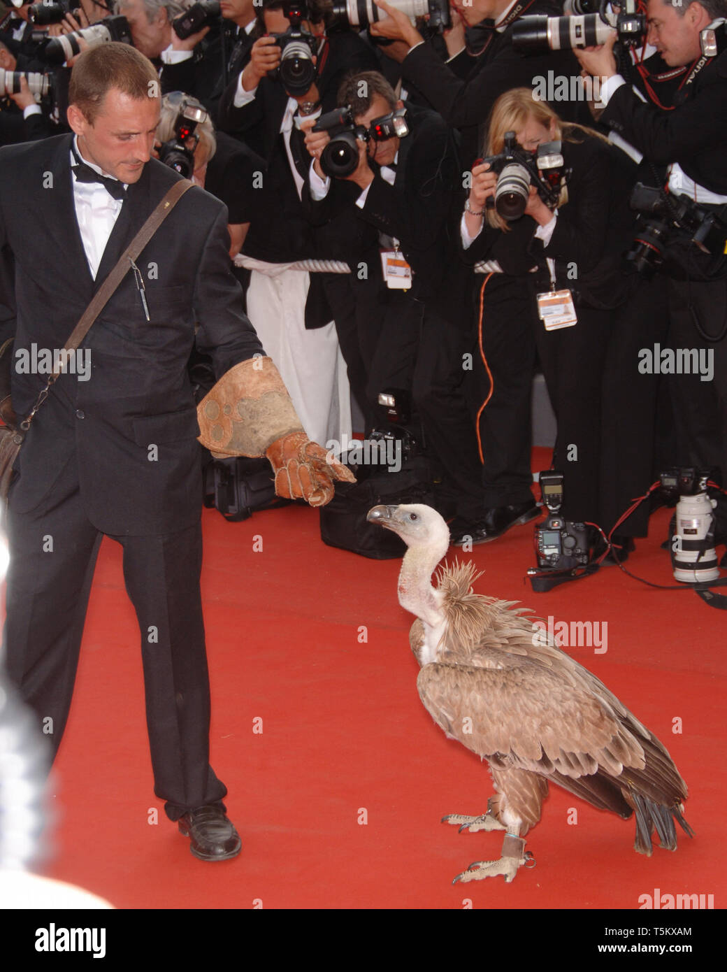 CANNES, FRANCE. May 21, 2006: Vulture & handler at the gala screening ...