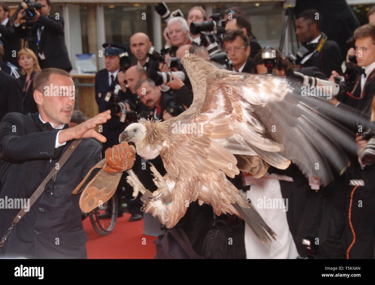 CANNES, FRANCE. May 21, 2006: Vulture & handler at the gala screening ...