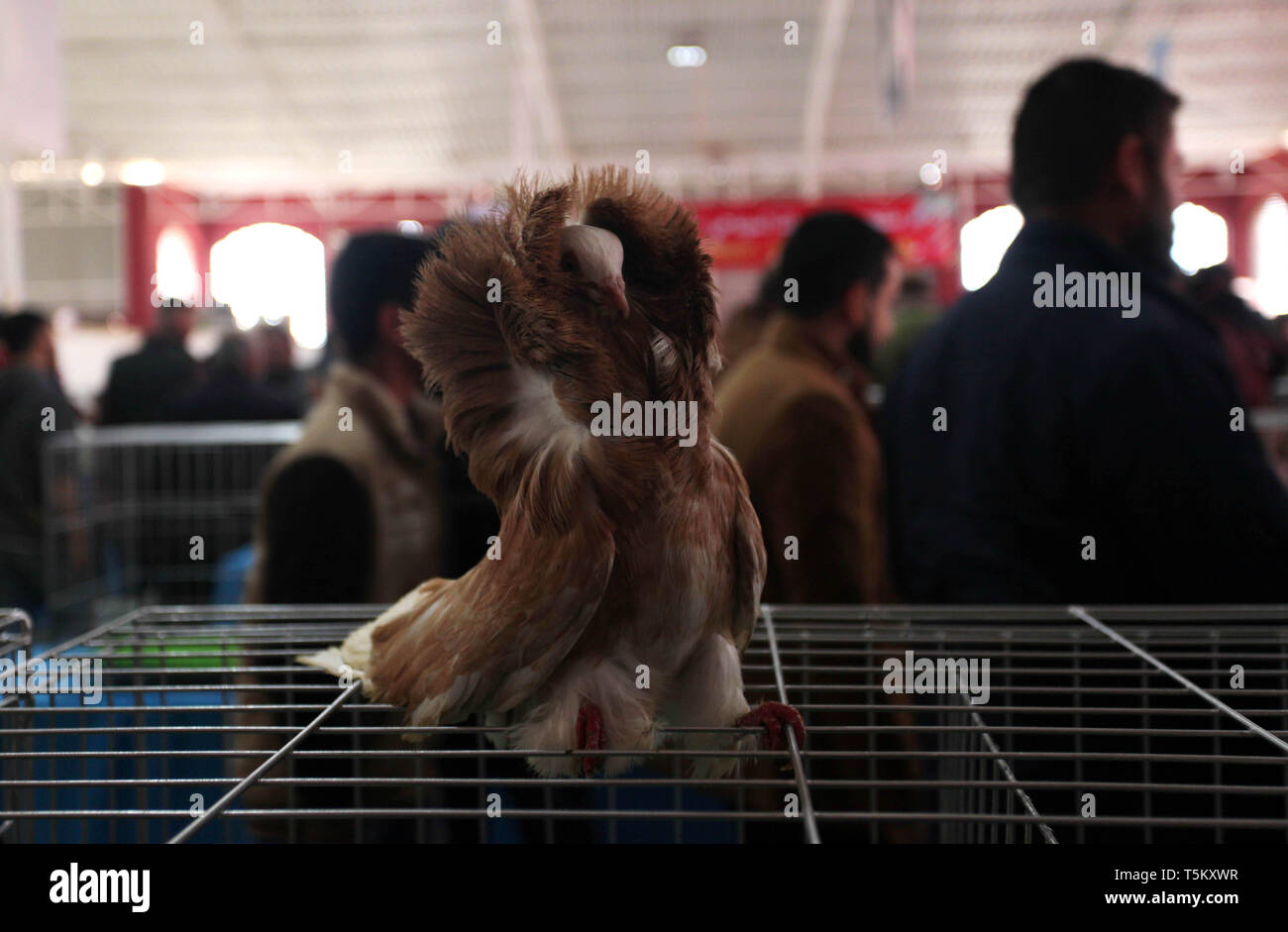 Gaza City, Gaza Strip, Palestinian Territory. 25th Apr, 2019 ...