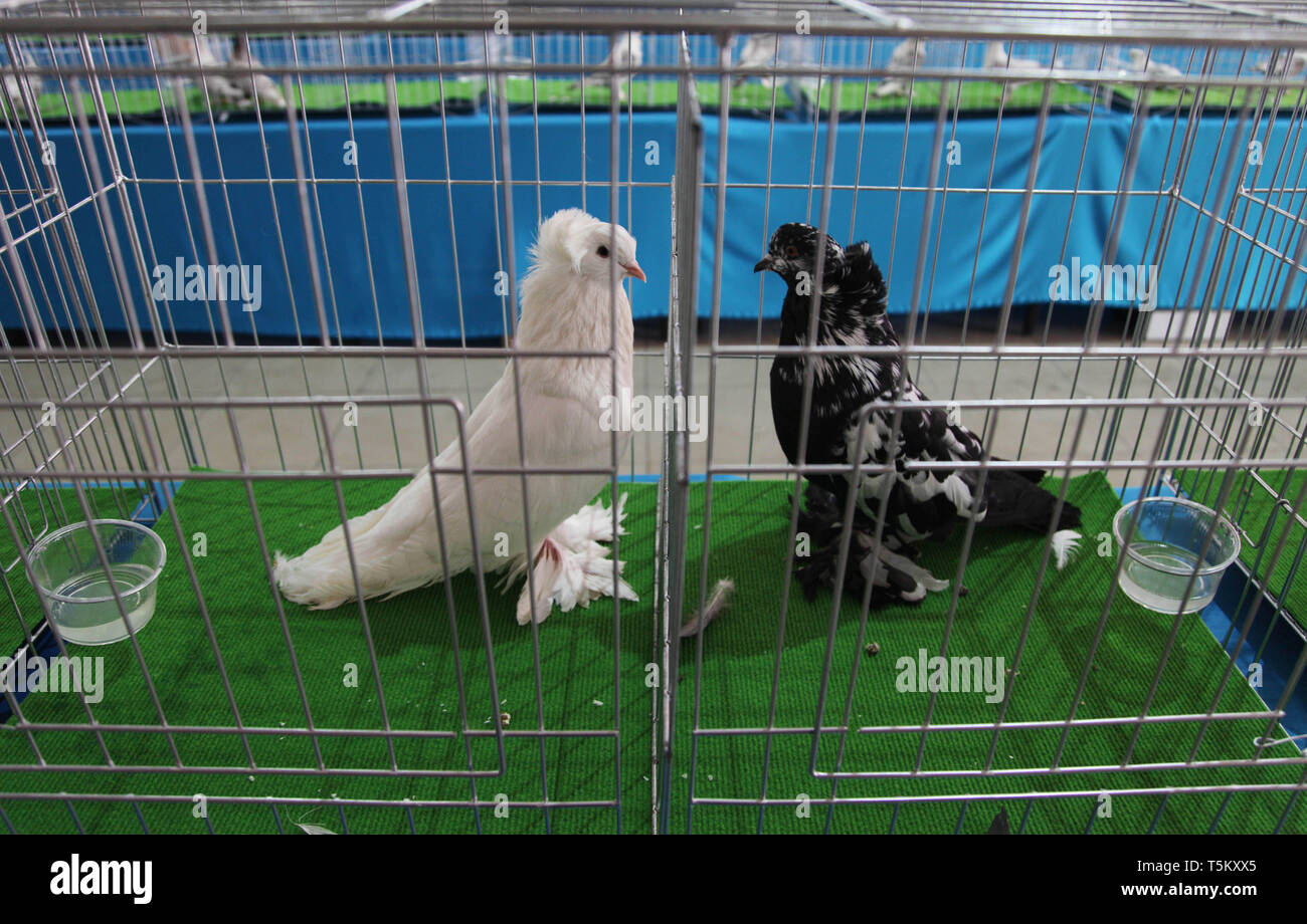 Gaza City, Gaza Strip, Palestinian Territory. 25th Apr, 2019 ...