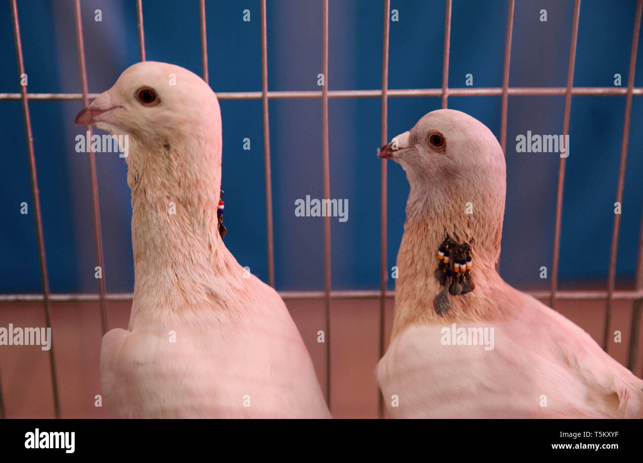 Gaza City, Gaza Strip, Palestinian Territory. 25th Apr, 2019 ...