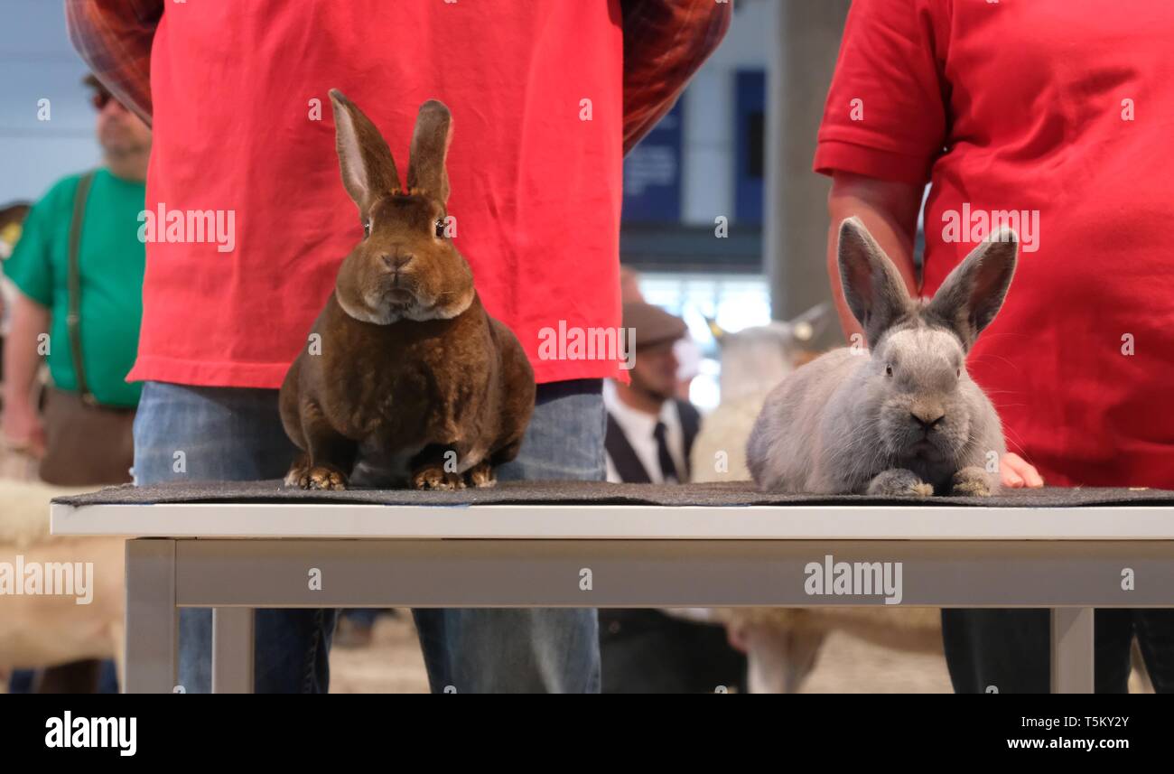Leipzig, Germany. 25th Apr, 2019. Rabbits of the breeds "Castorex" (l ...