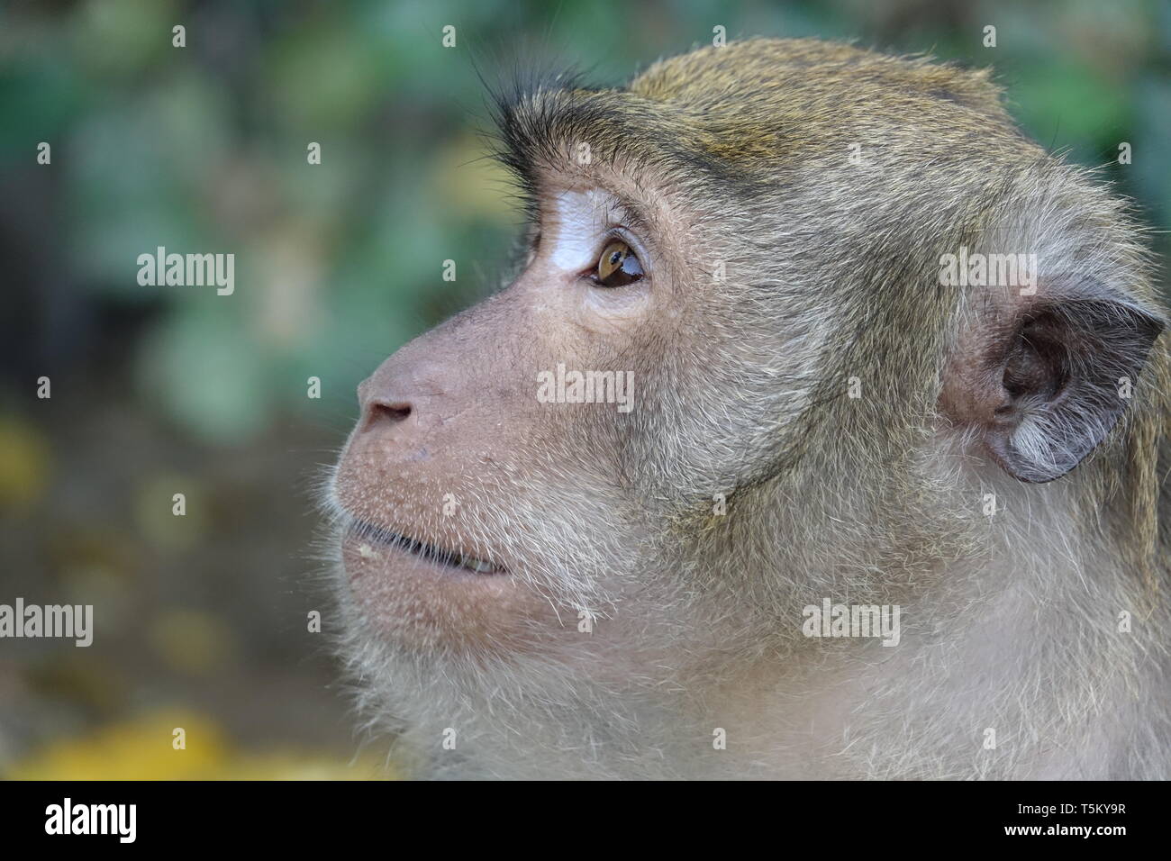 Takua Thung, Thailand. 04th Mar, 2019. A macaque monkey at Wat Suwan ...