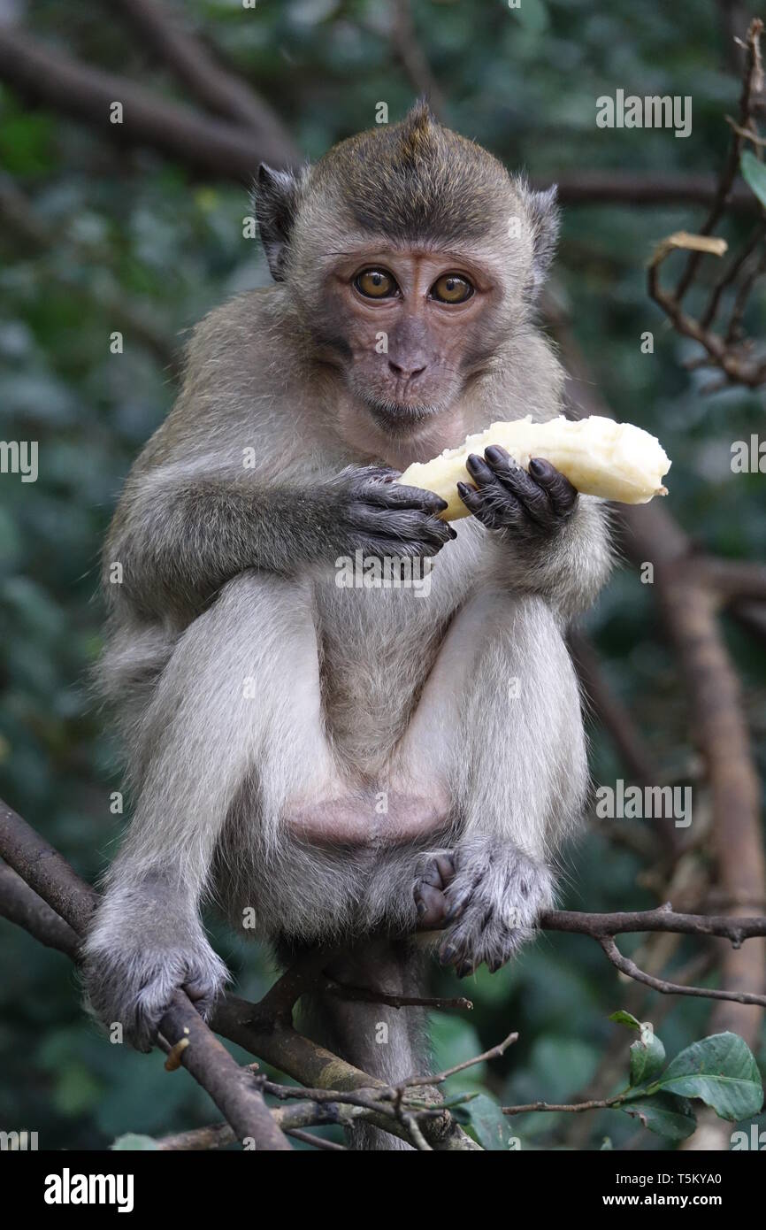 Takua Thung, Thailand. 04th Mar, 2019. A macaque monkey holds a banana ...