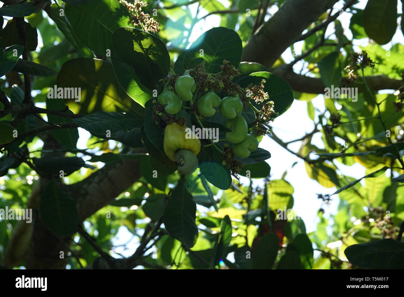 Anacardiaceae family hi-res stock photography and images - Alamy