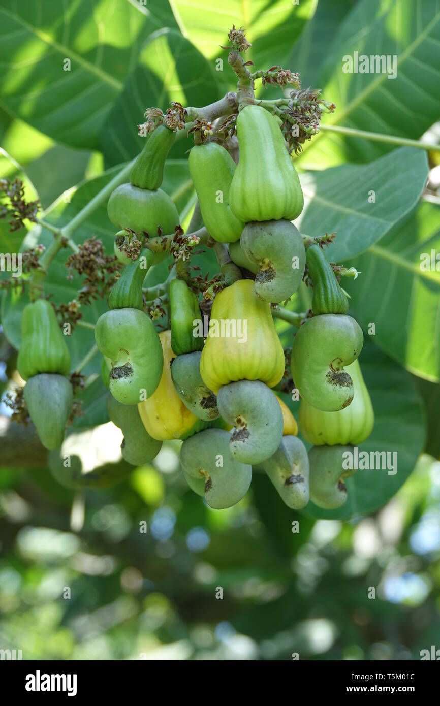 Kidney shaped nuts hi-res stock photography and images - Alamy