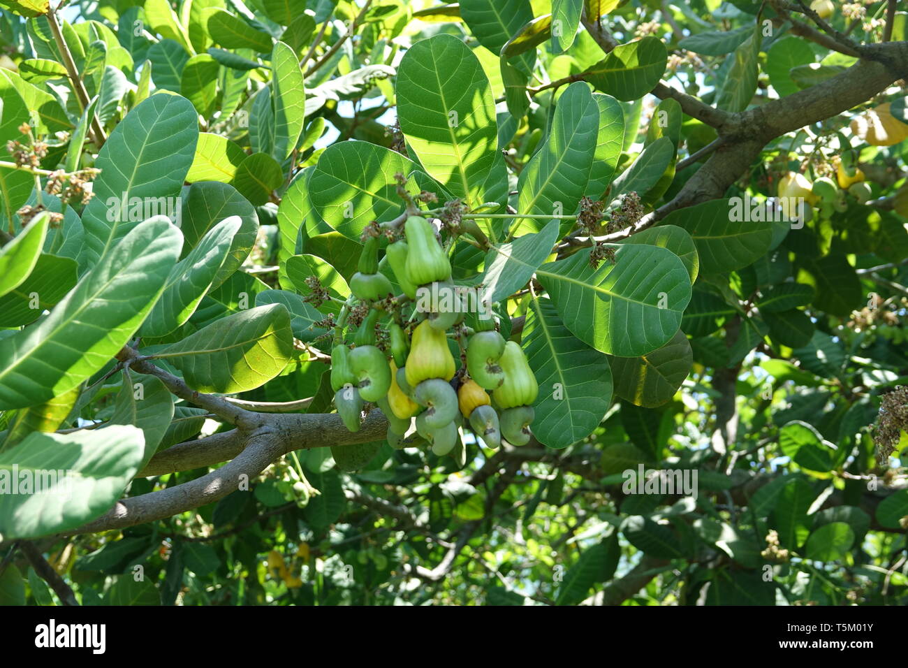 Anacardiaceae family hi-res stock photography and images - Alamy
