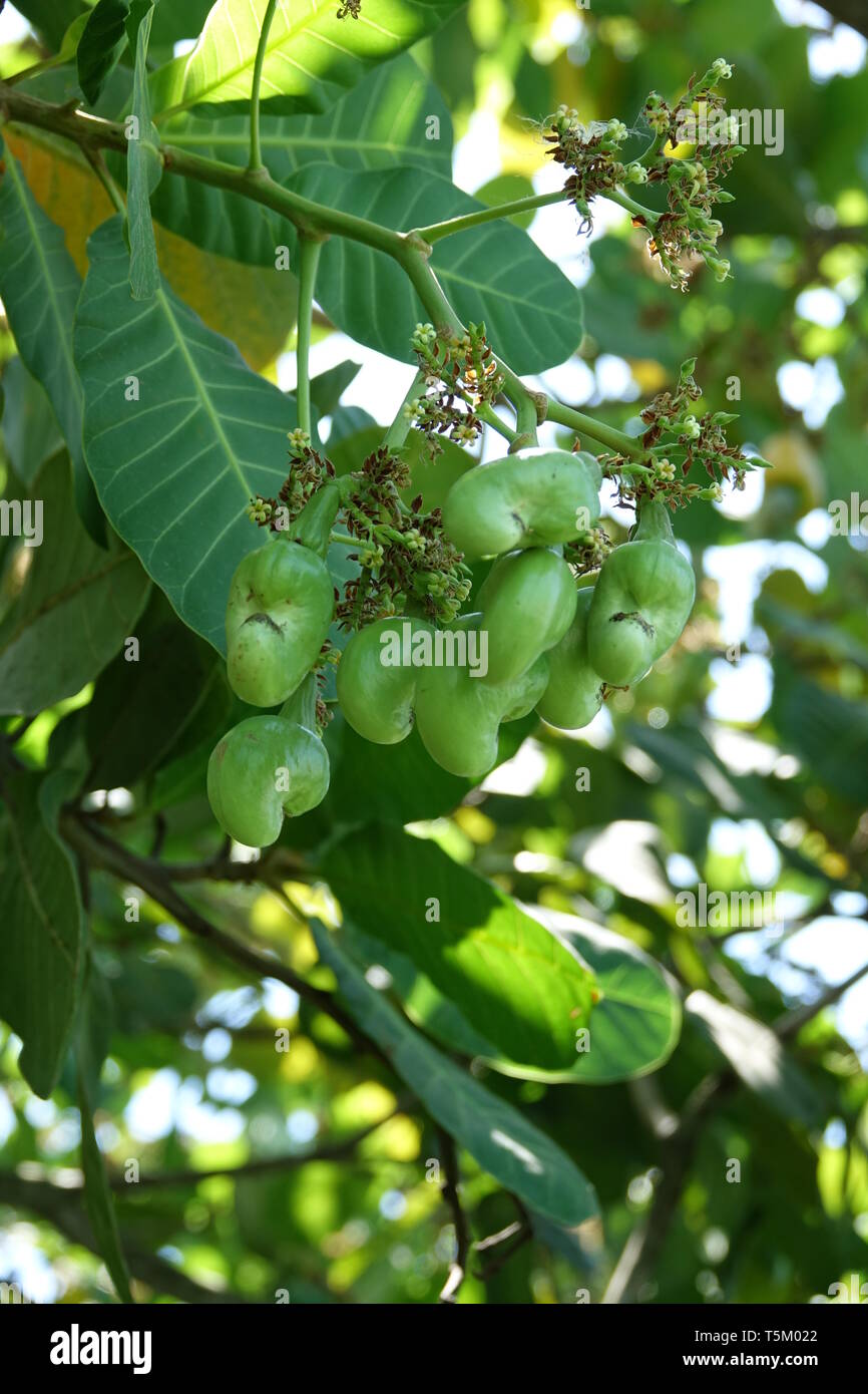 28 February 2019, Thailand, Phuket: Fruits hang from a cashew tree. The ...