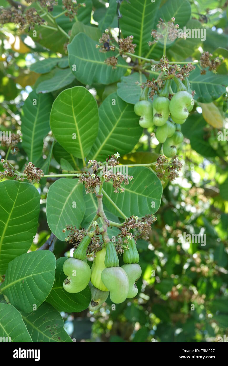 Kidney shaped fruits hi-res stock photography and images - Alamy