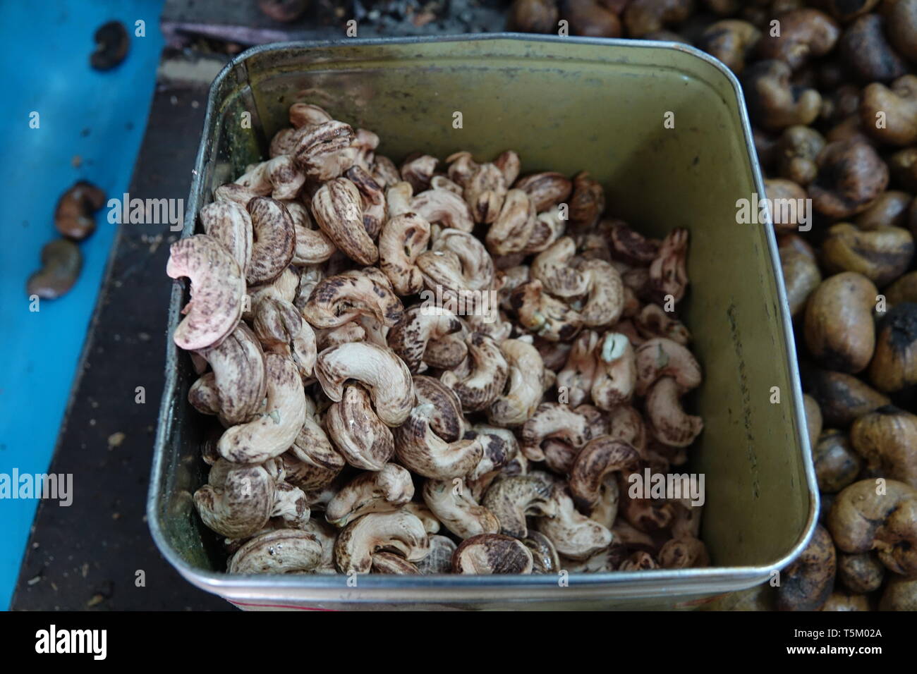 28 February 2019, Thailand, Phuket: Unhulled cashew fruit. The cashew ...