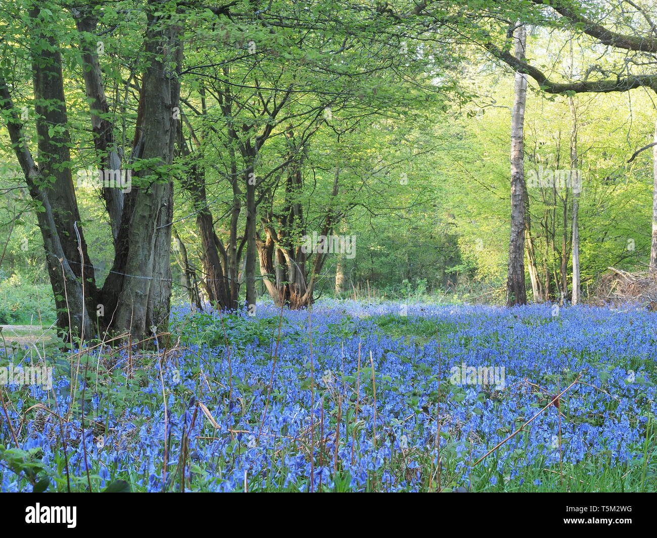Hucking, Kent, UK. 25th April, 2018. UK Weather: sunset in Hucking ...