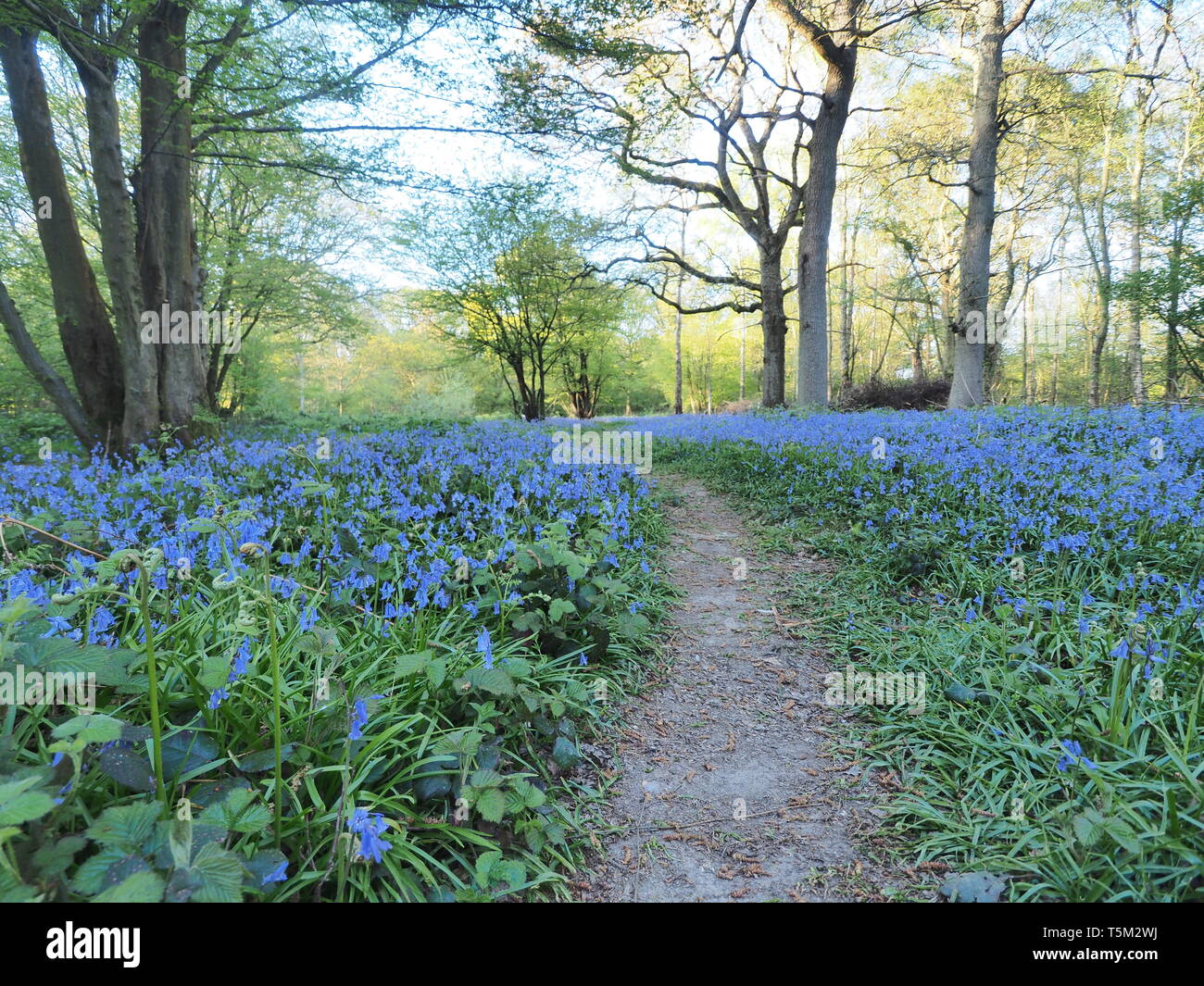 Hucking, Kent, UK. 25th April, 2018. UK Weather: sunset in Hucking ...