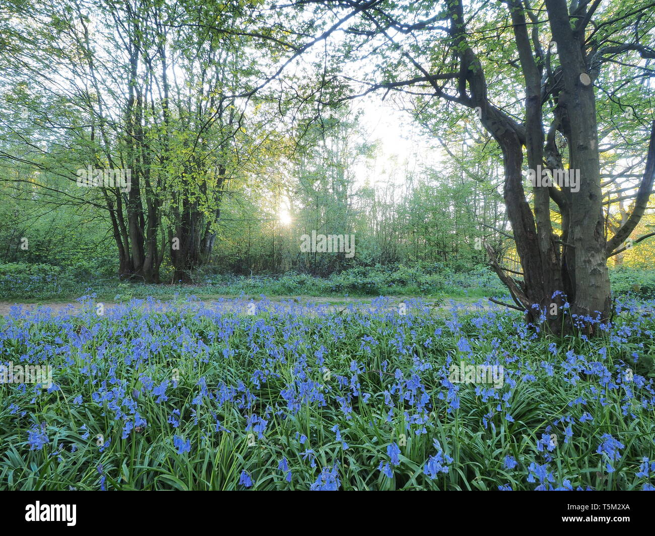 Hucking, Kent, UK. 25th April, 2018. UK Weather: sunset in Hucking ...