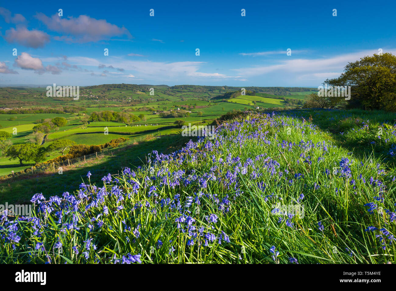 Fields Of Bluebells Stock Photos & Fields Of Bluebells Stock Images - Alamy