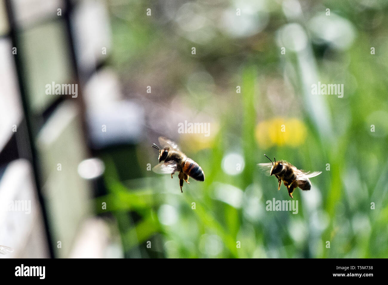 Jail bees hi-res stock photography and images - Alamy