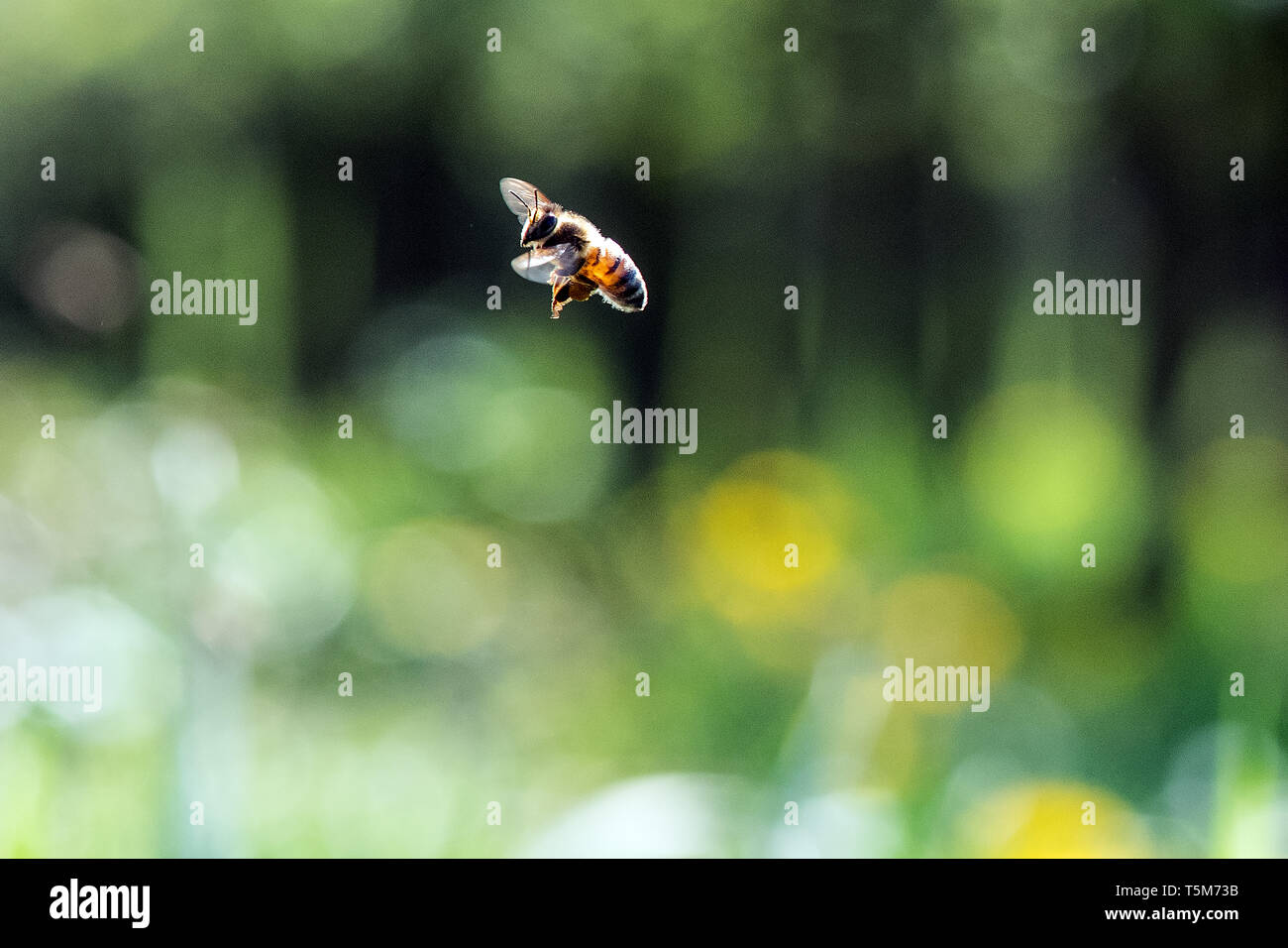 Jail bees hi-res stock photography and images - Alamy