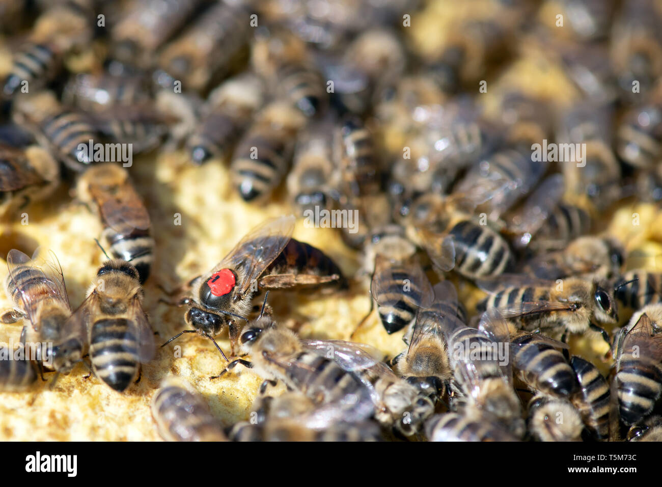 Remscheid, Germany. 10th Apr, 2019. Bees and the queen bee (red dot ...