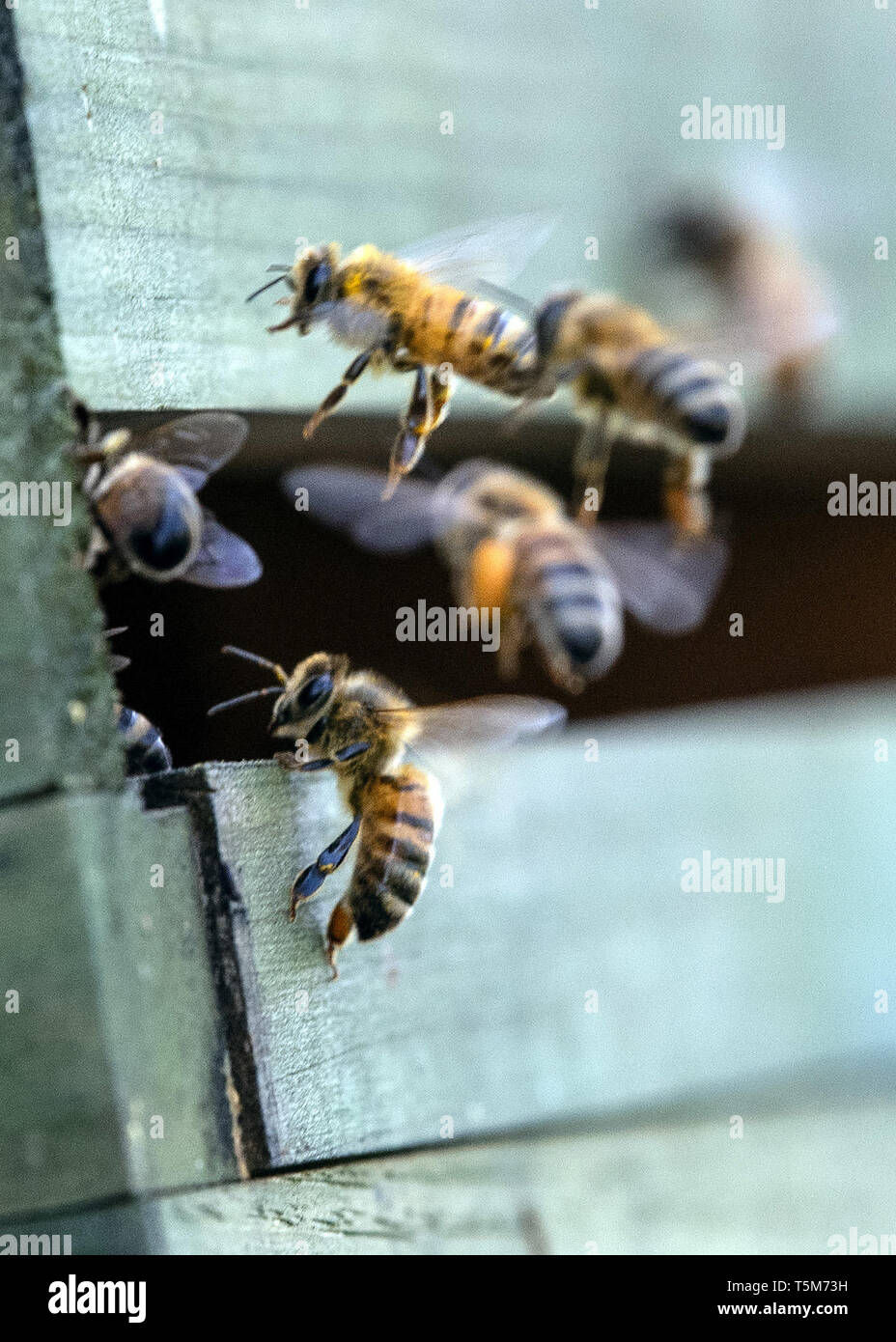 Jail bees hi-res stock photography and images - Alamy