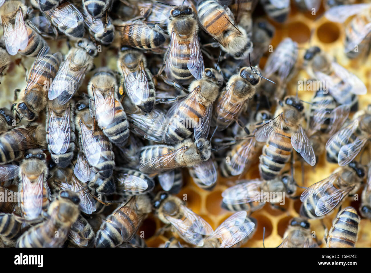 Remscheid, Germany. 10th Apr, 2019. Bees crawl into a beehive. In NRW ...