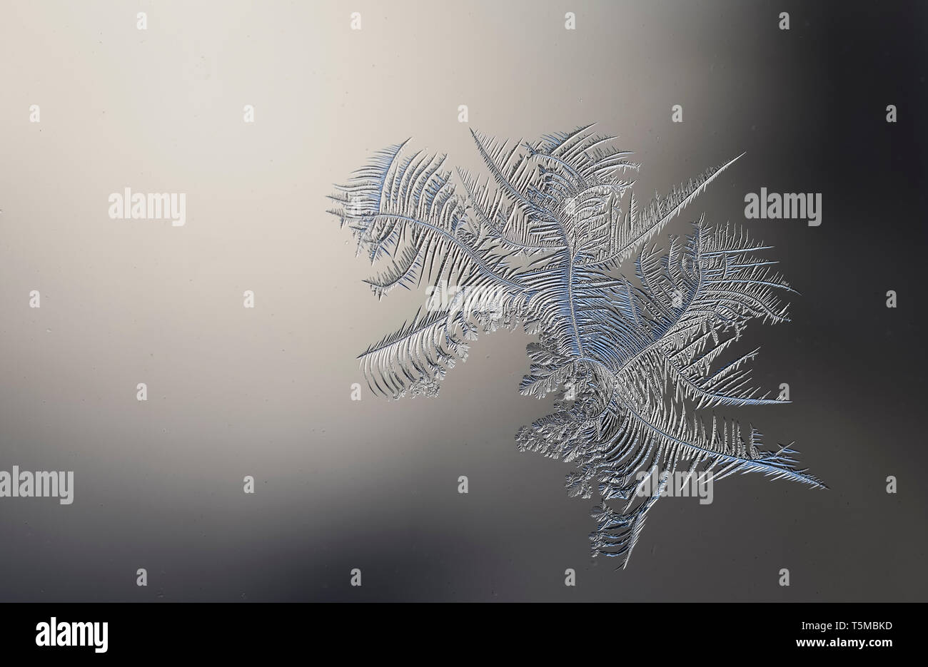 Freeze freezing frozen frost hi-res stock photography and images - Alamy