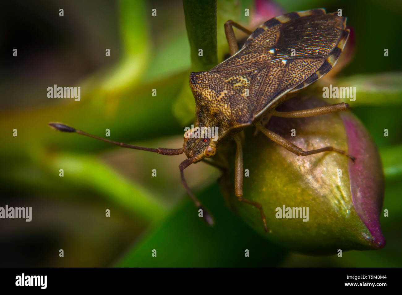 Macro shot smelly bugs on the plants Stock Photo - Alamy