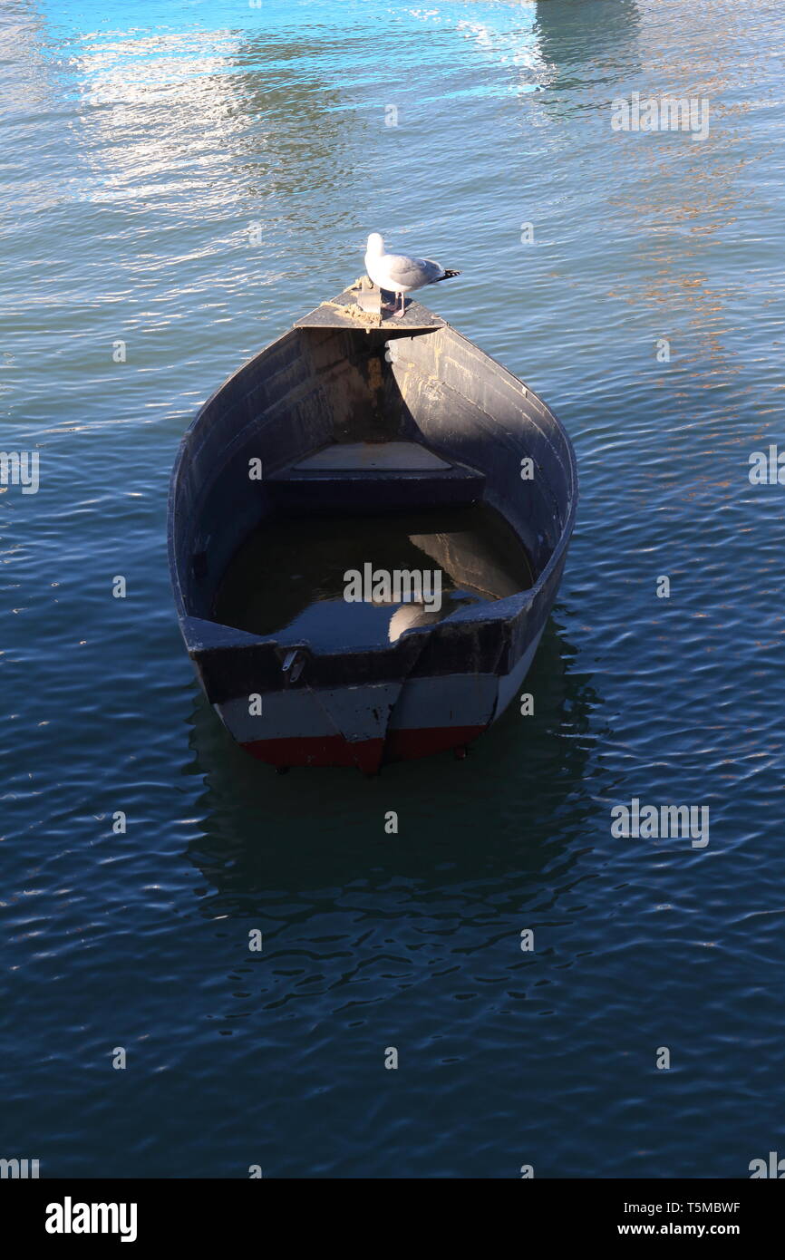 Shot of a seagull sitting on a rowboat floating on the watrer, looking ...