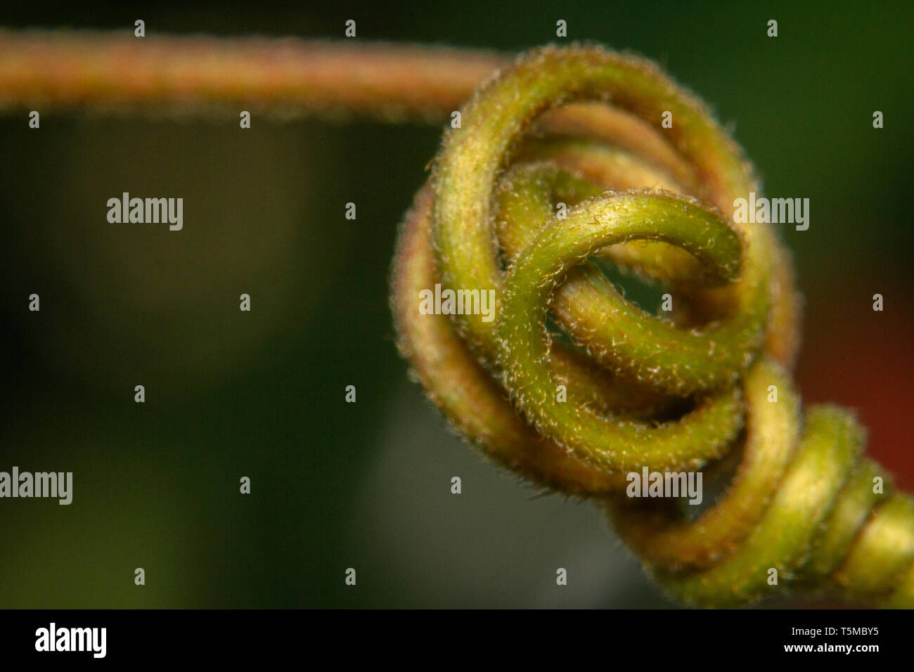 Passion flower climbing tendril hi-res stock photography and images - Alamy