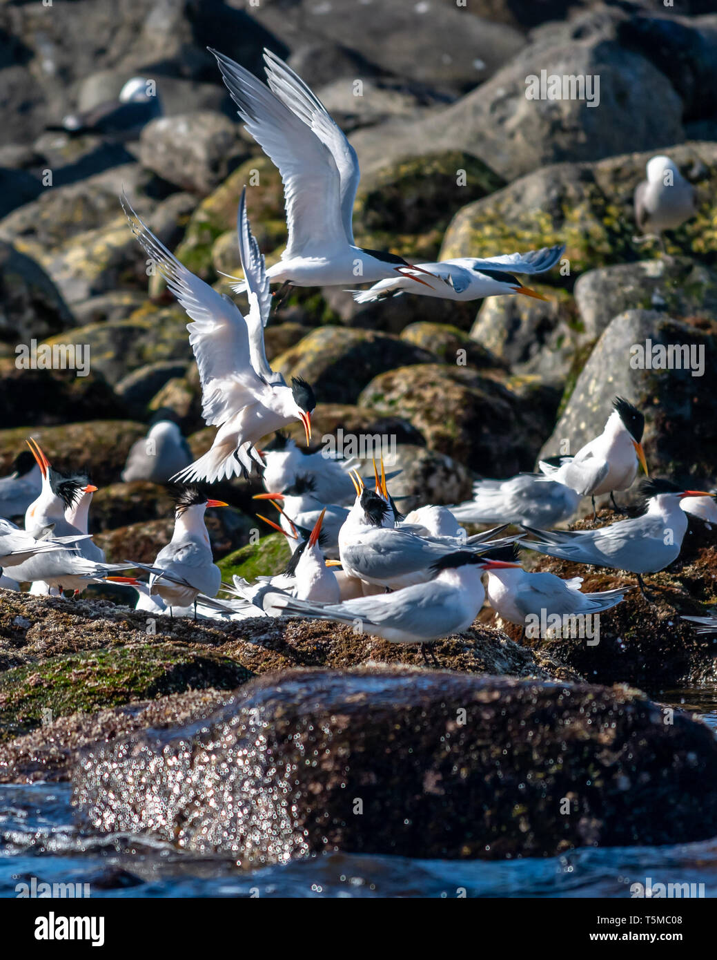 Elegant terns (Thalasseus elegans) flying, landing, and standing on ...