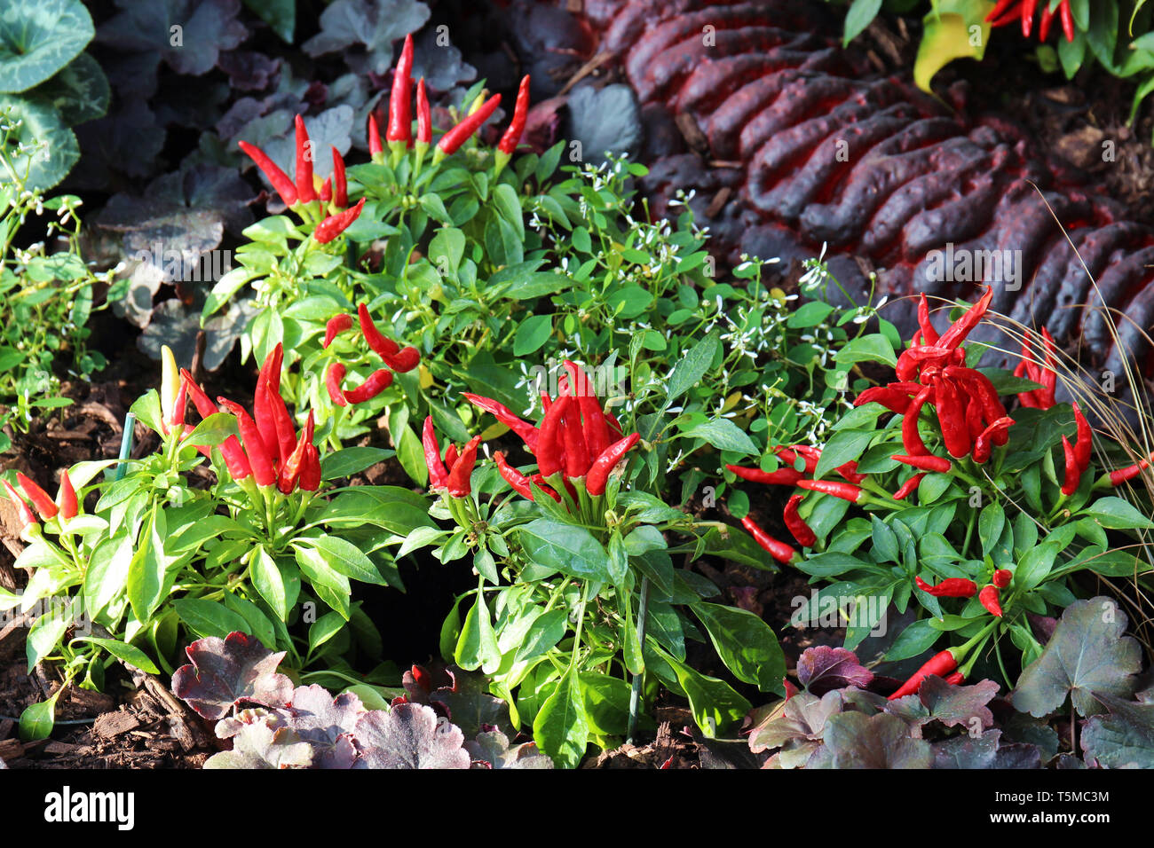 Red Chili Pepper plants growing amidst Heucheras Stock Photo - Alamy
