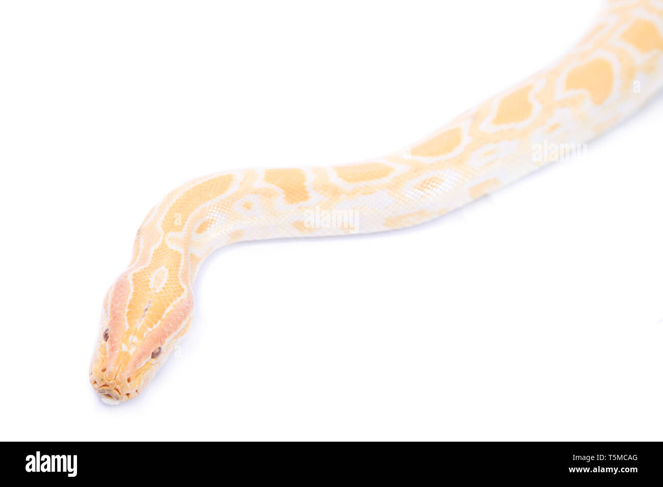 yellow snake close up on white background Stock Photo - Alamy