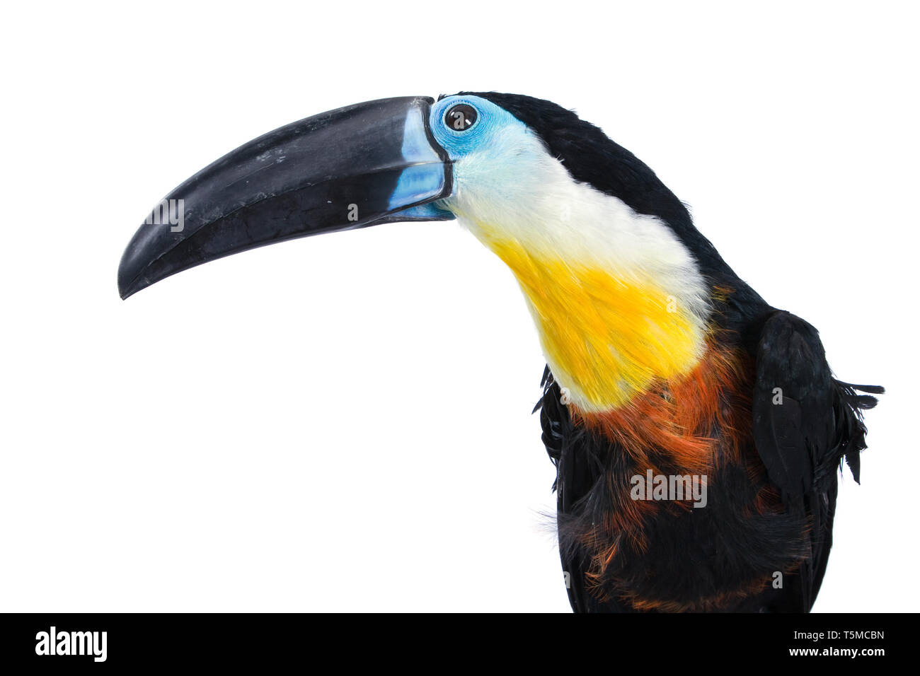beautiful toucan with lots of colors on white background Stock Photo ...