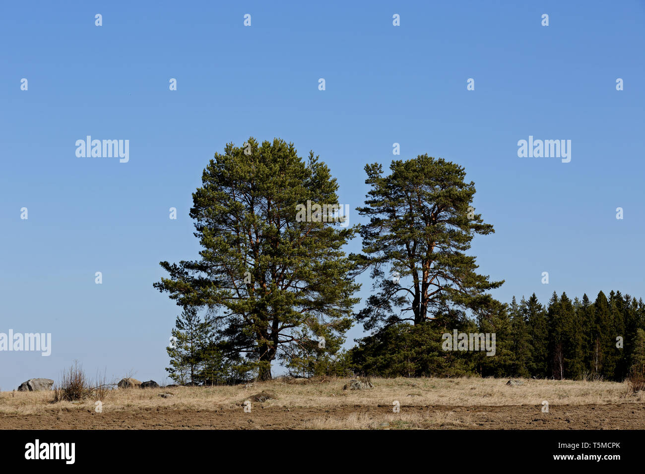 Tall pines standing in hi-res stock photography and images - Alamy