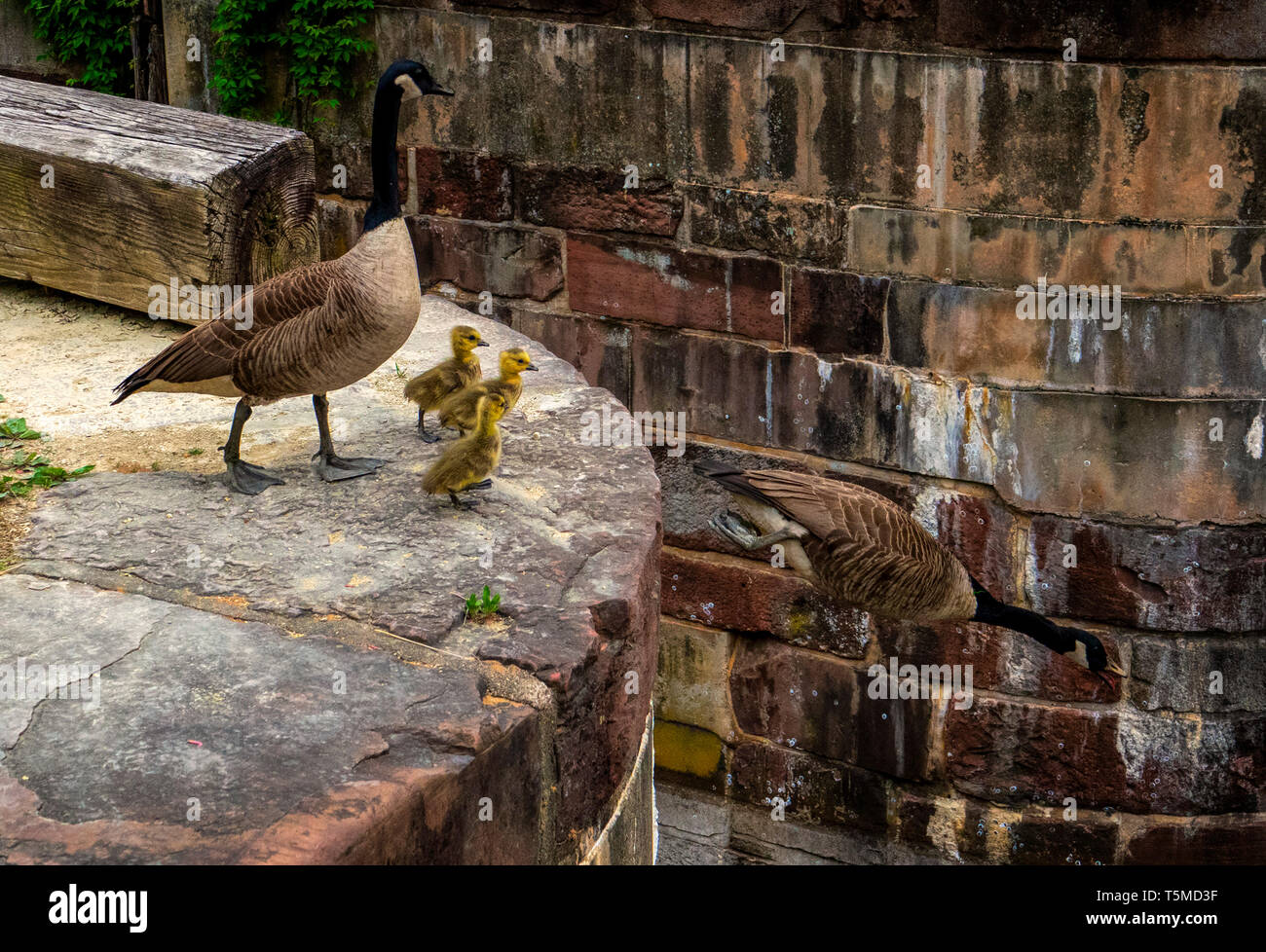 Going overboard hi-res stock photography and images - Alamy