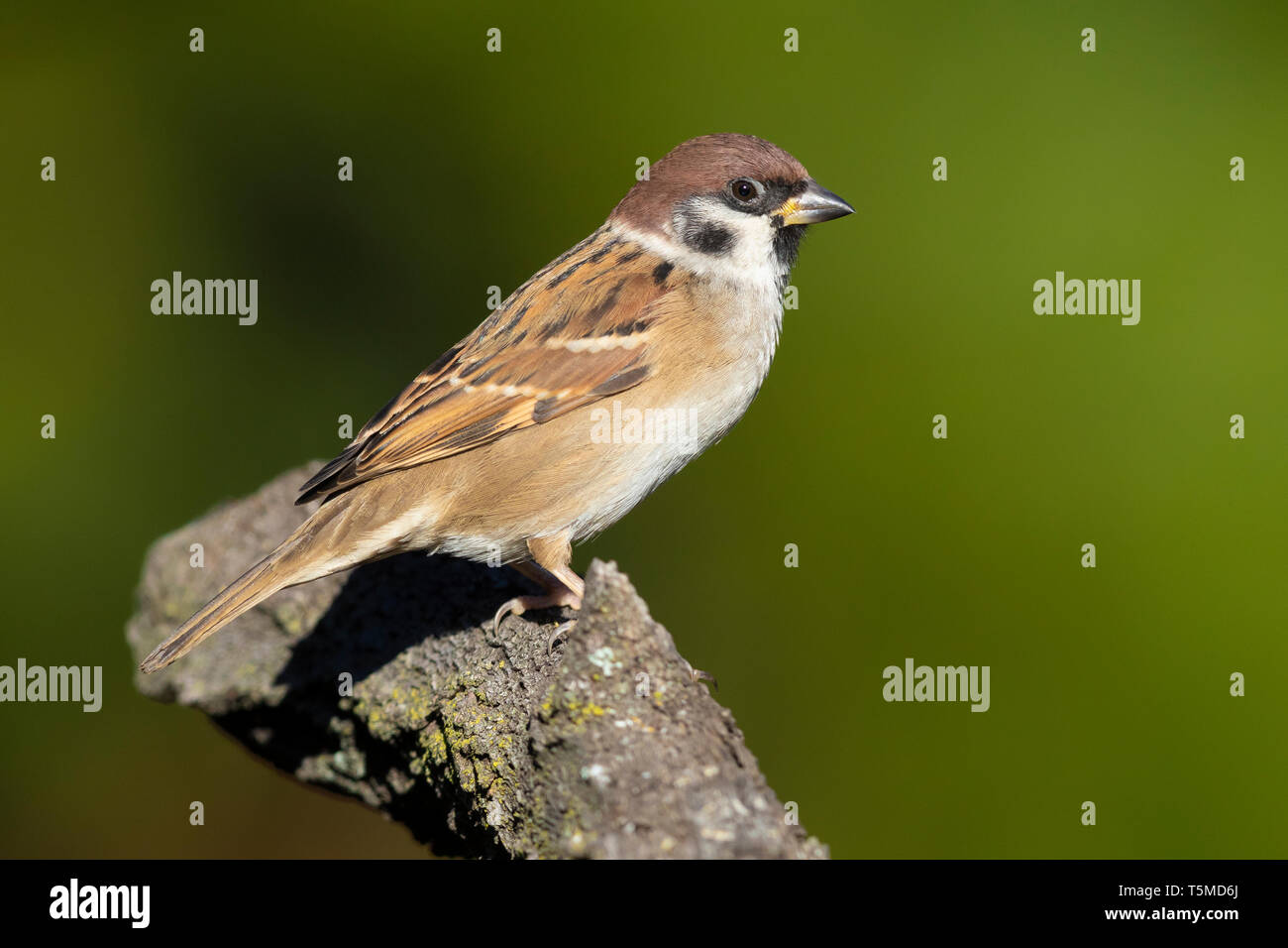 Side view of sparrow hi-res stock photography and images - Alamy