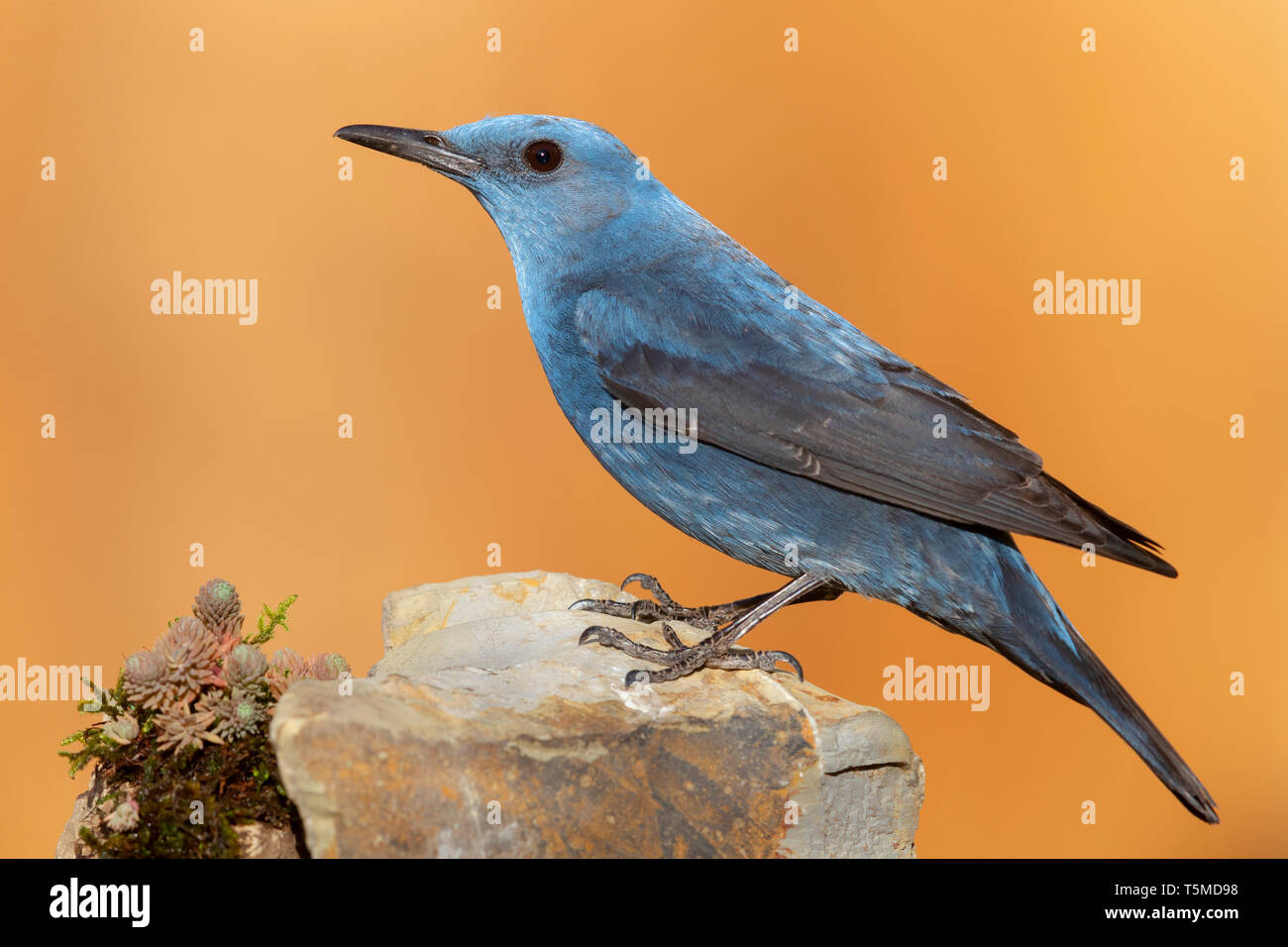 Blue Rock Thrush (Monticola solitarius), side view of an adult male ...