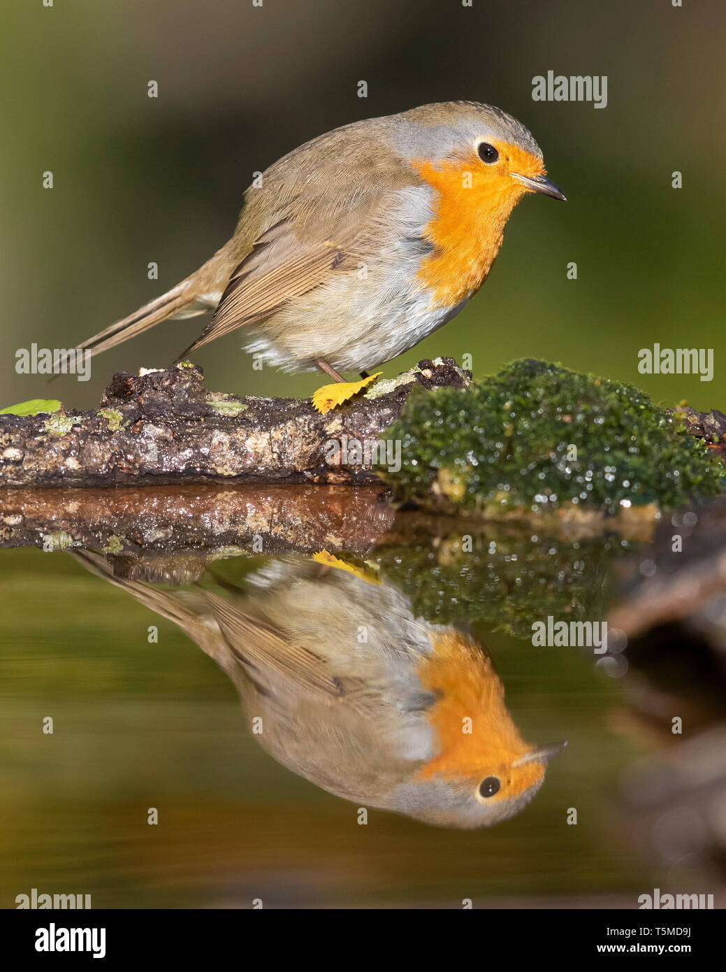 Side view robin bird on hi-res stock photography and images - Alamy
