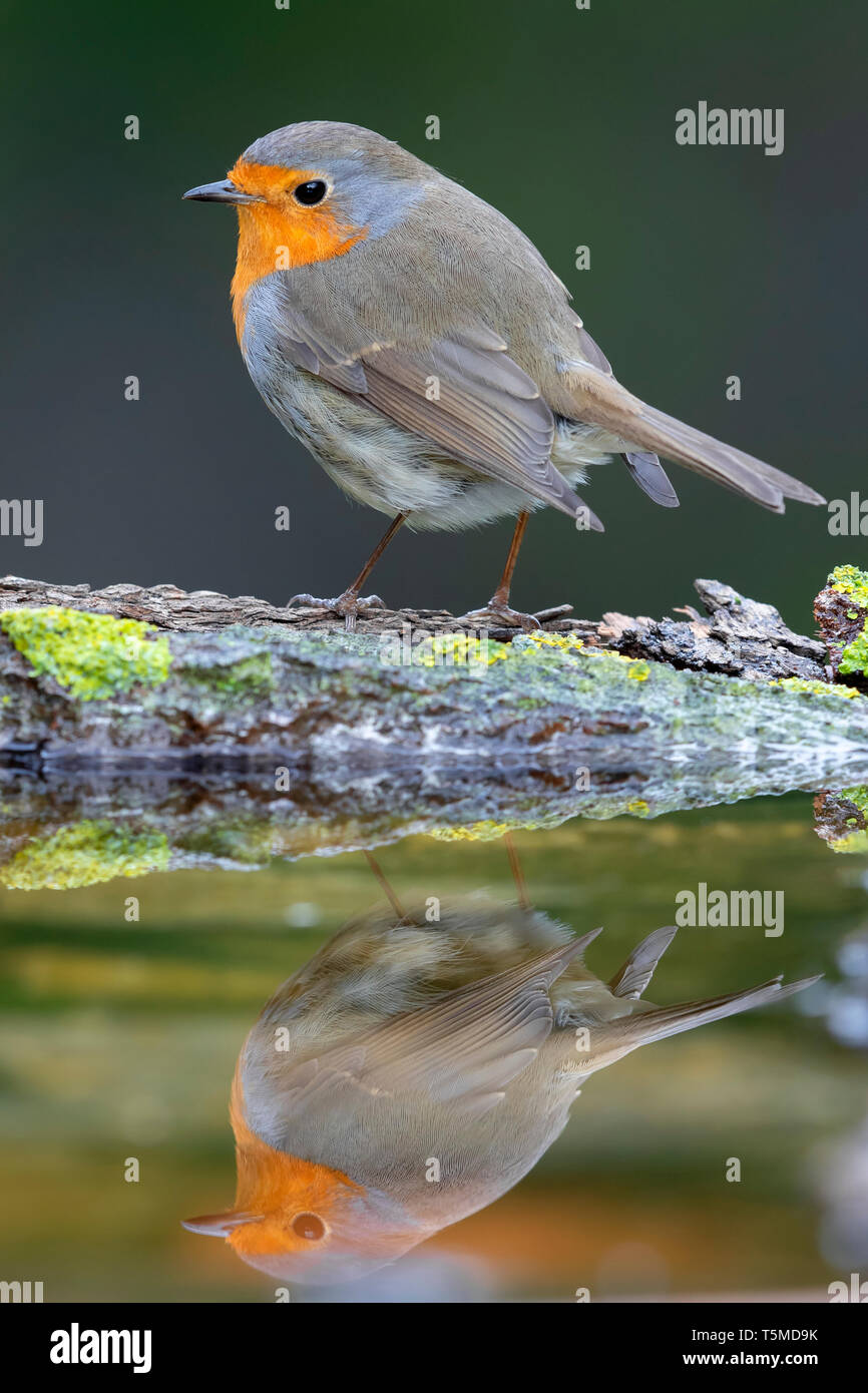 Robin hi-res stock photography and images - Alamy