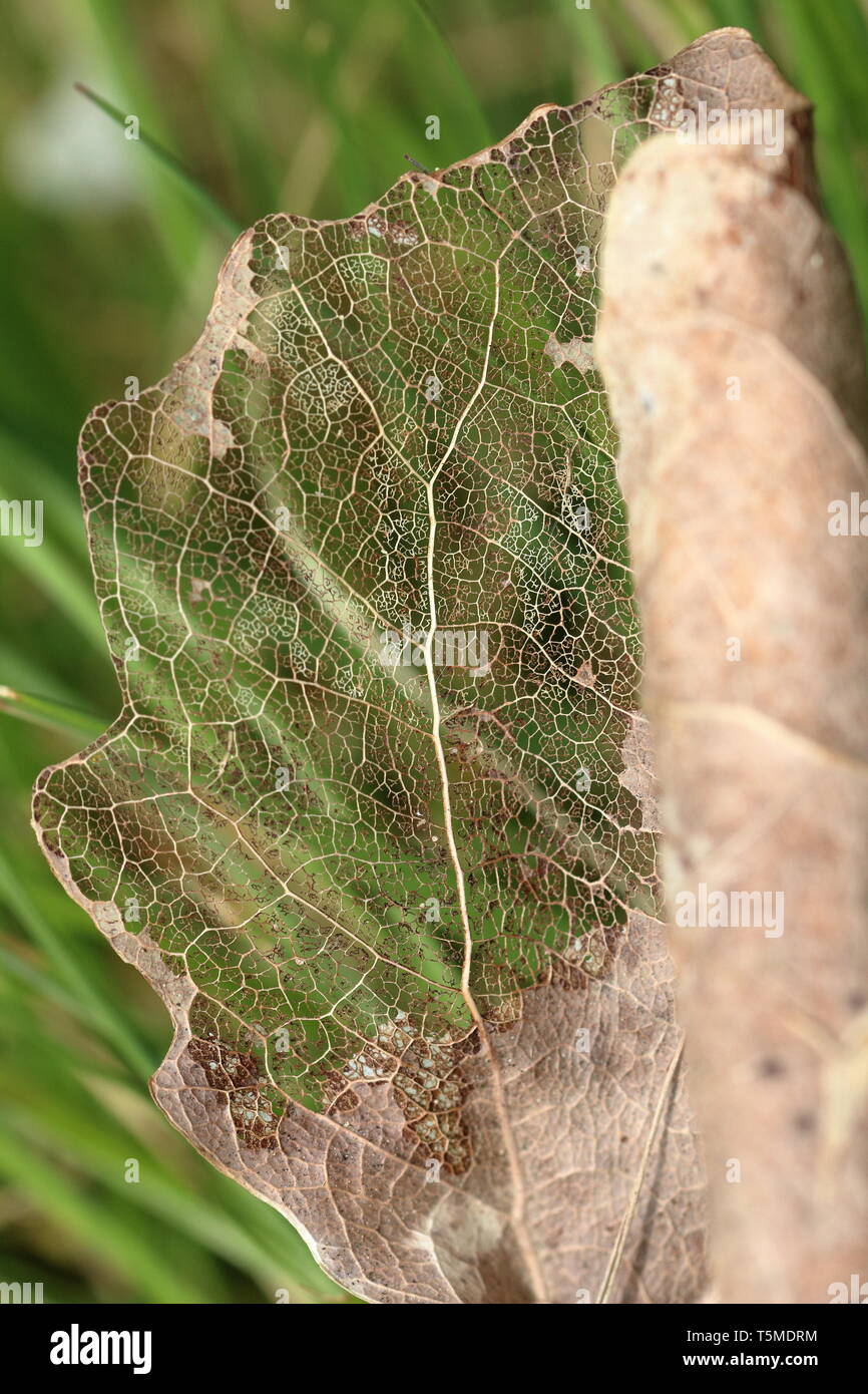 Decomposing leaf hi-res stock photography and images - Alamy