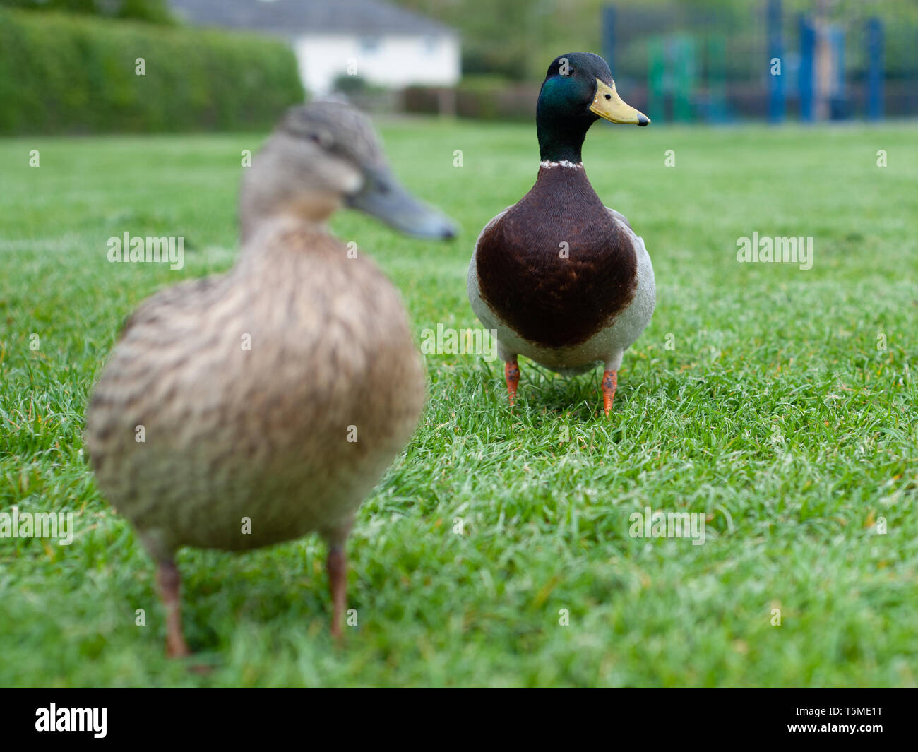 Waddling Duck