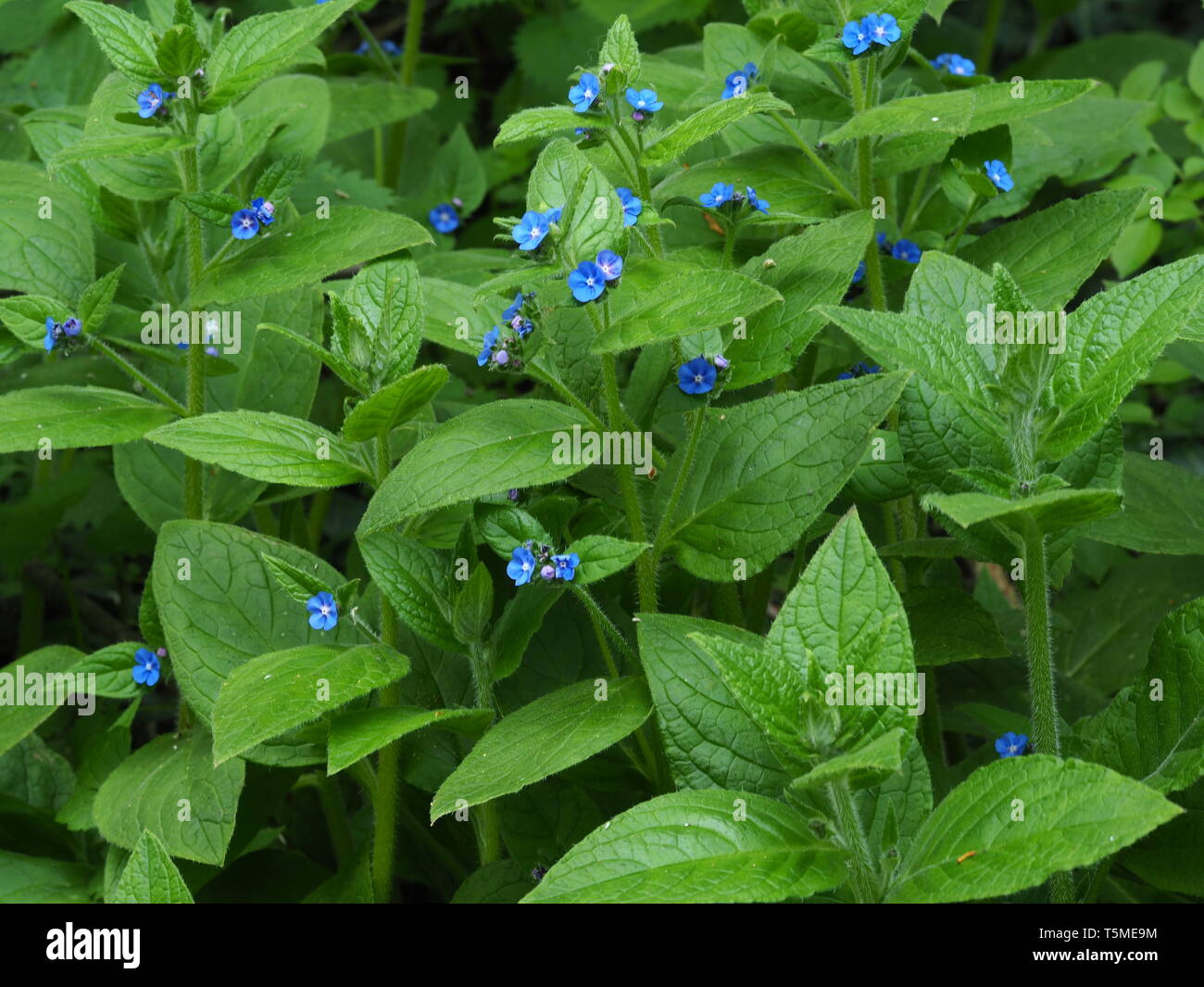 Green alkanet (Pentaglottis sempervirens) with blue flowers growing ...
