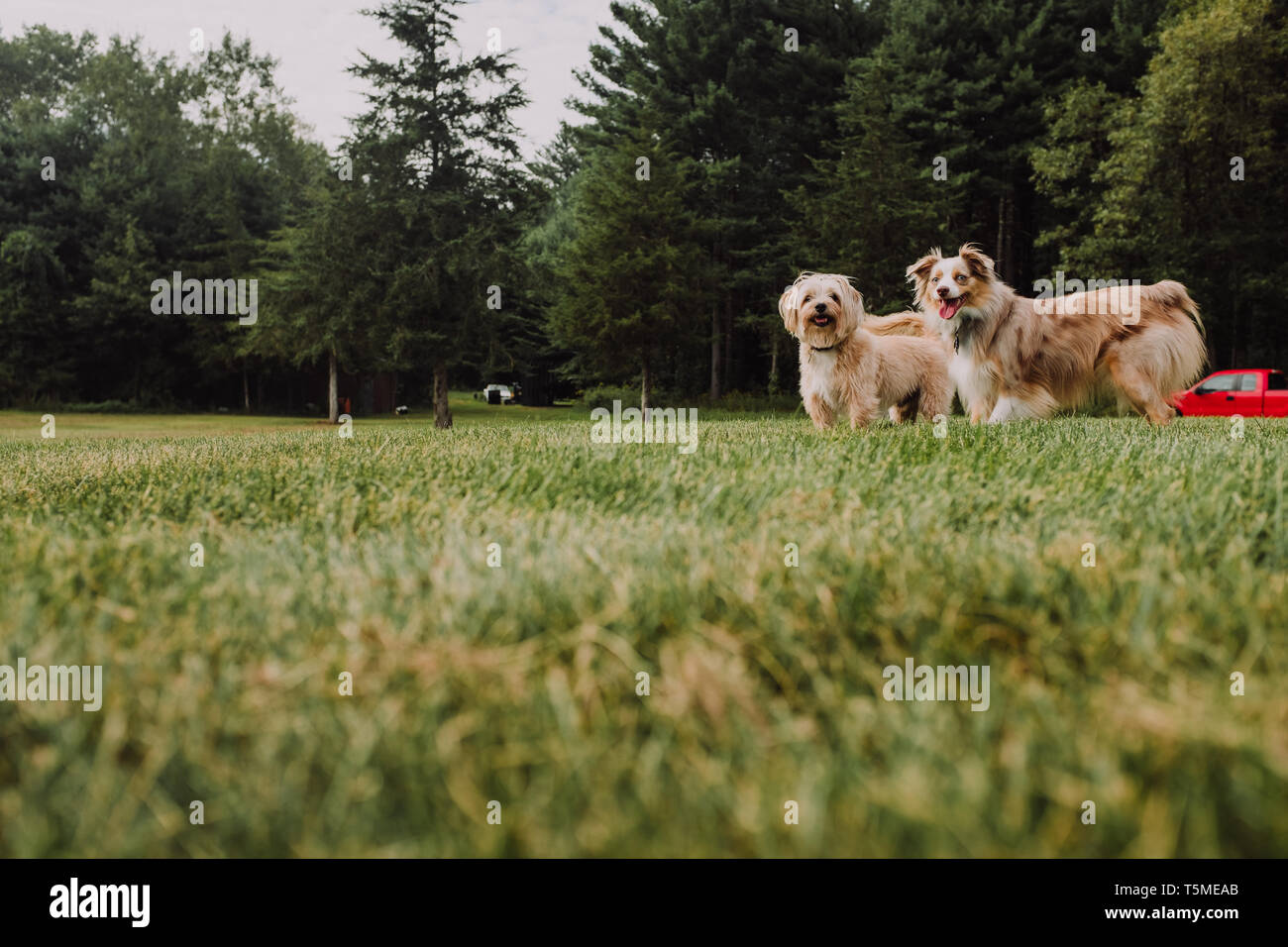 Two little dogs standing together outside Stock Photo - Alamy