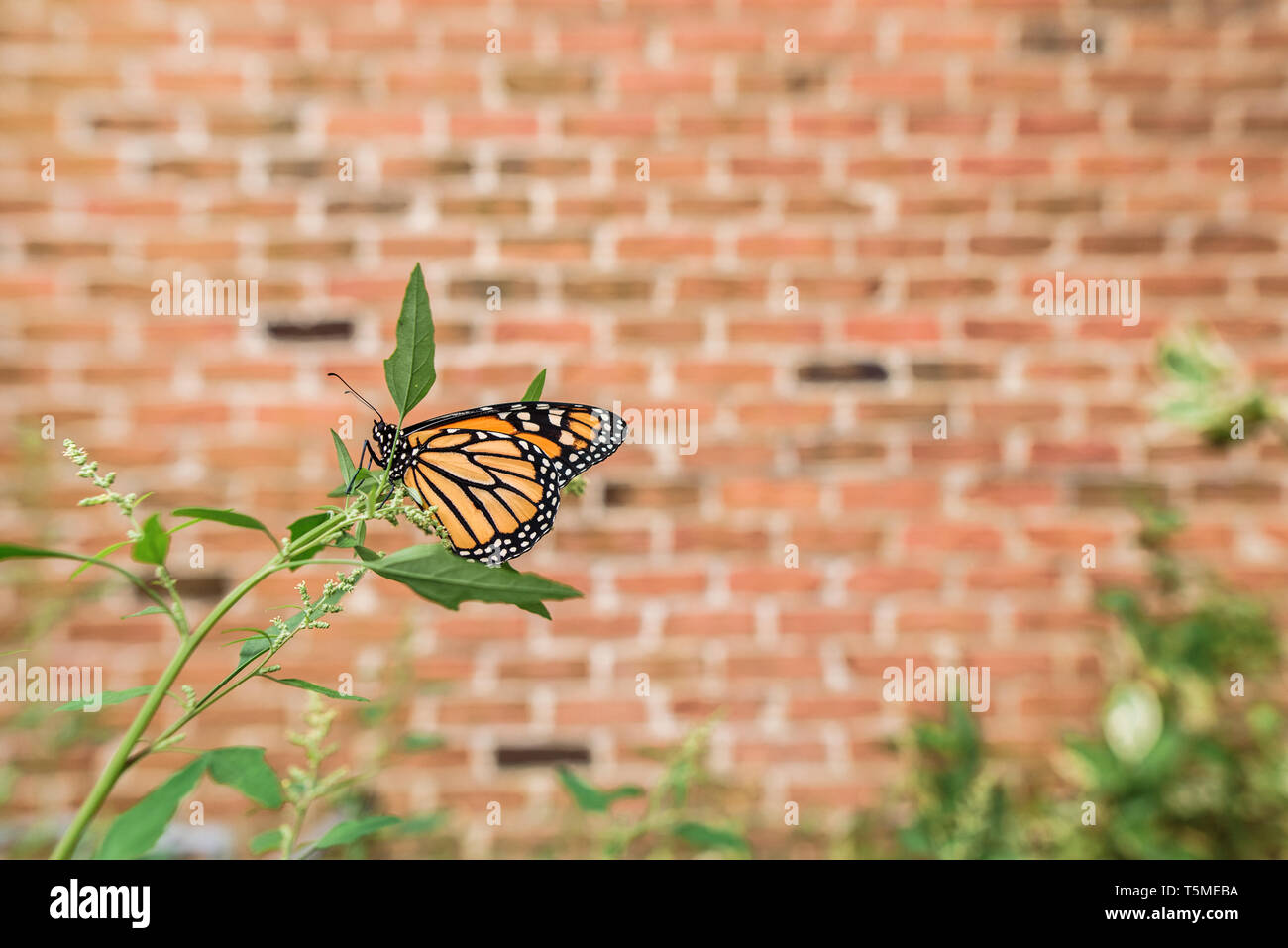 Side shot of Monarch butterfly on green plant against brick wall Stock ...