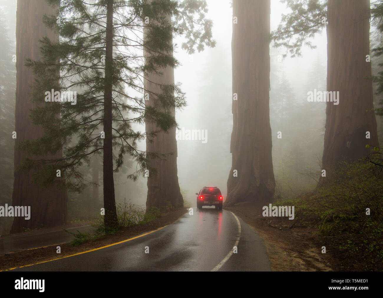 Sequoia National Park, CA USA Stock Photo - Alamy