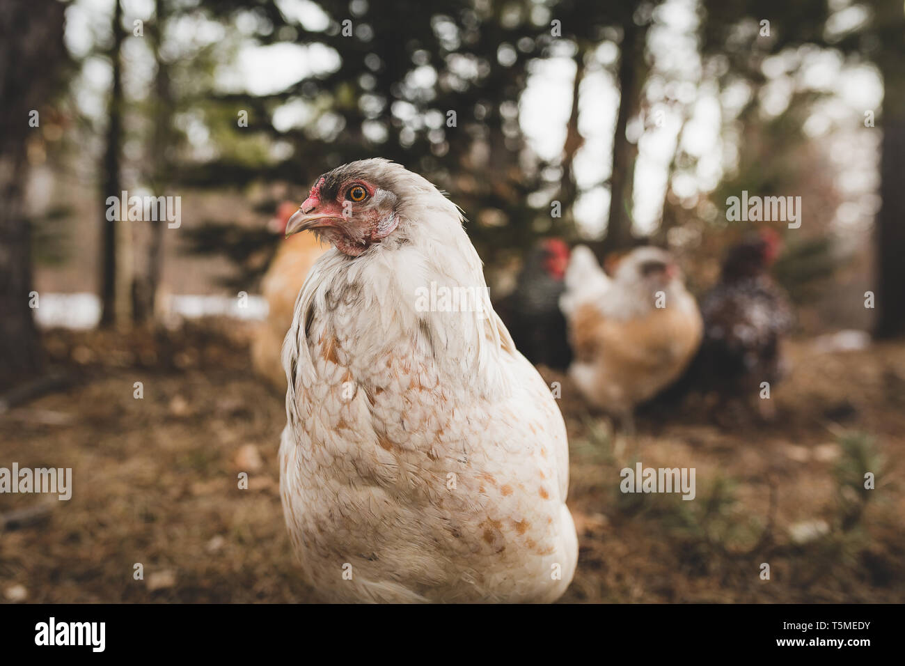 White easter Egger hen free ranging for food Stock Photo - Alamy