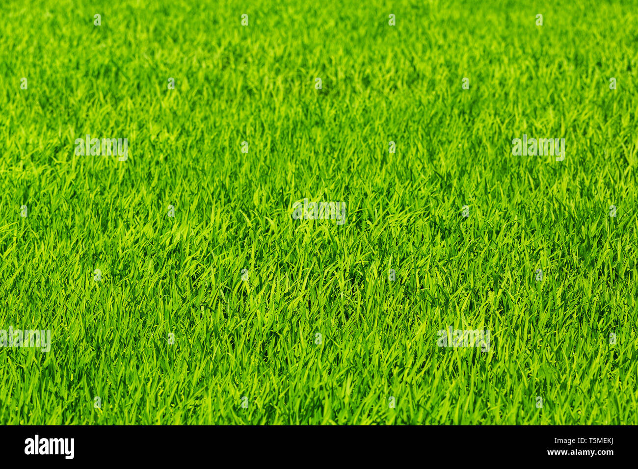 Detail of rice patty field in SaPa, Vietnam, Asia Stock Photo - Alamy
