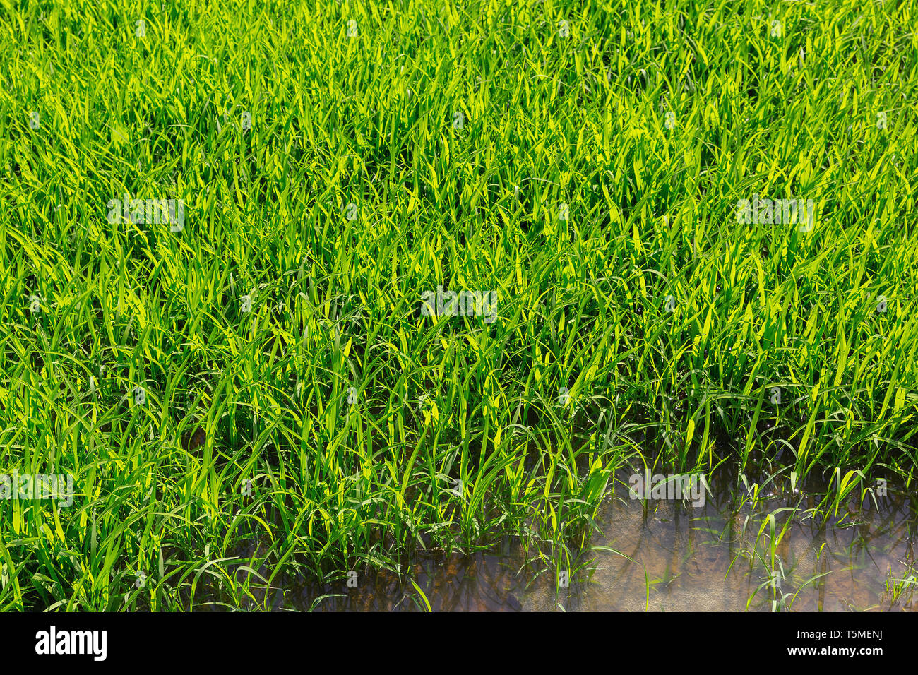 Detail of rice patty field in SaPa, Vietnam, Asia Stock Photo - Alamy