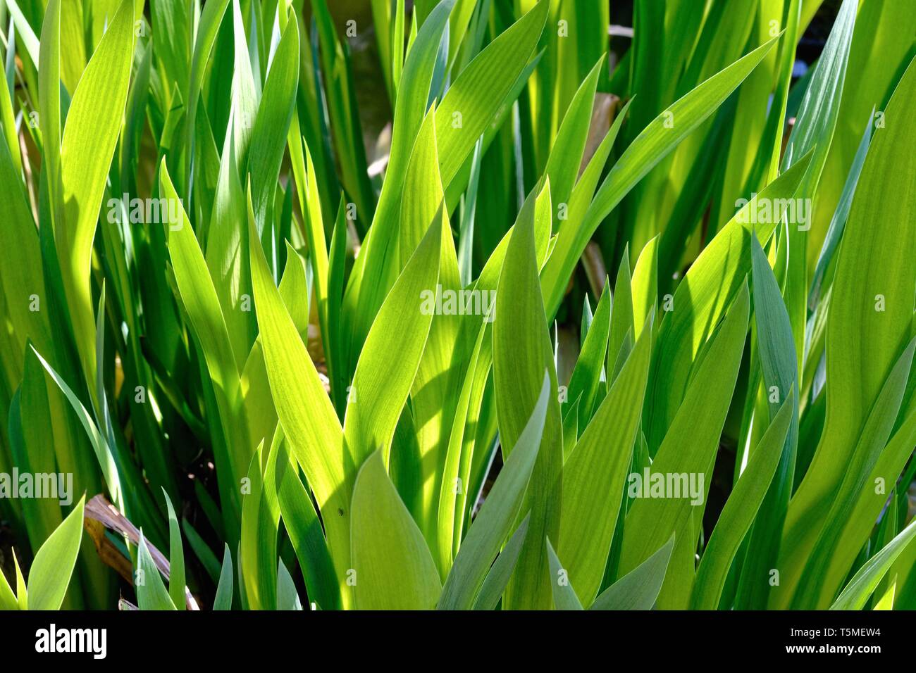 Thick green leaves hi-res stock photography and images - Alamy