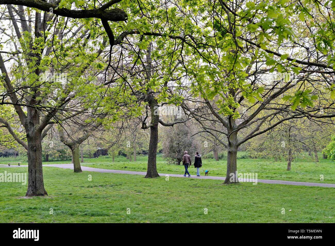 A couple walking a dog in rural area of Regents Park London England UK ...