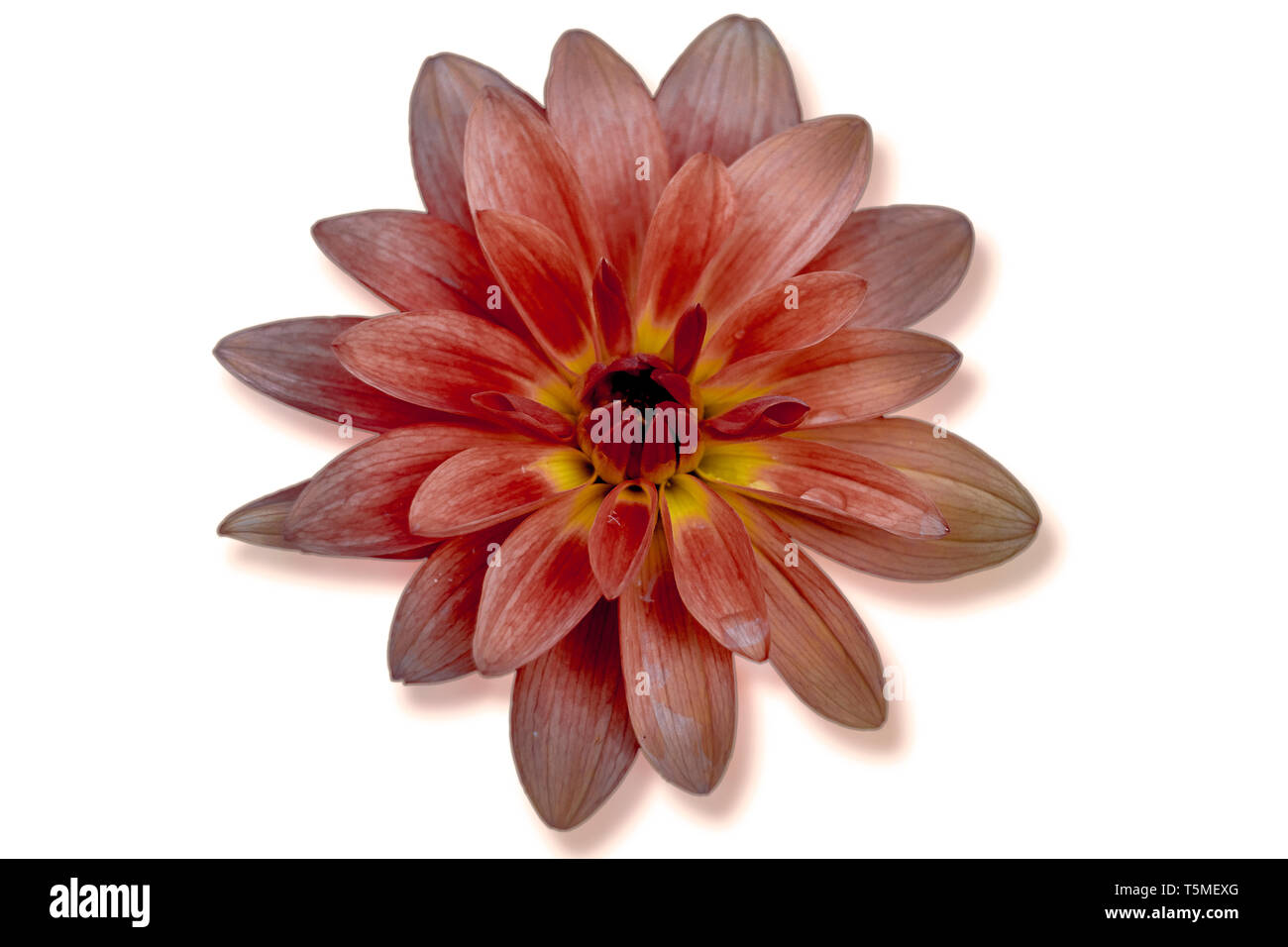 Single orange flower isolated on white background Stock Photo - Alamy