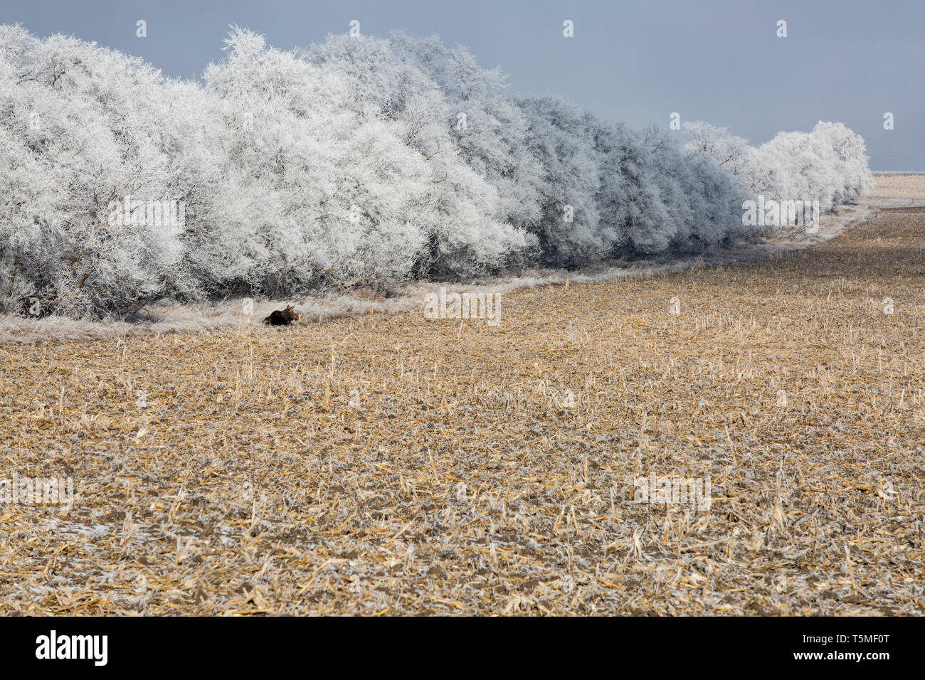 North dakota winter hi-res stock photography and images - Alamy